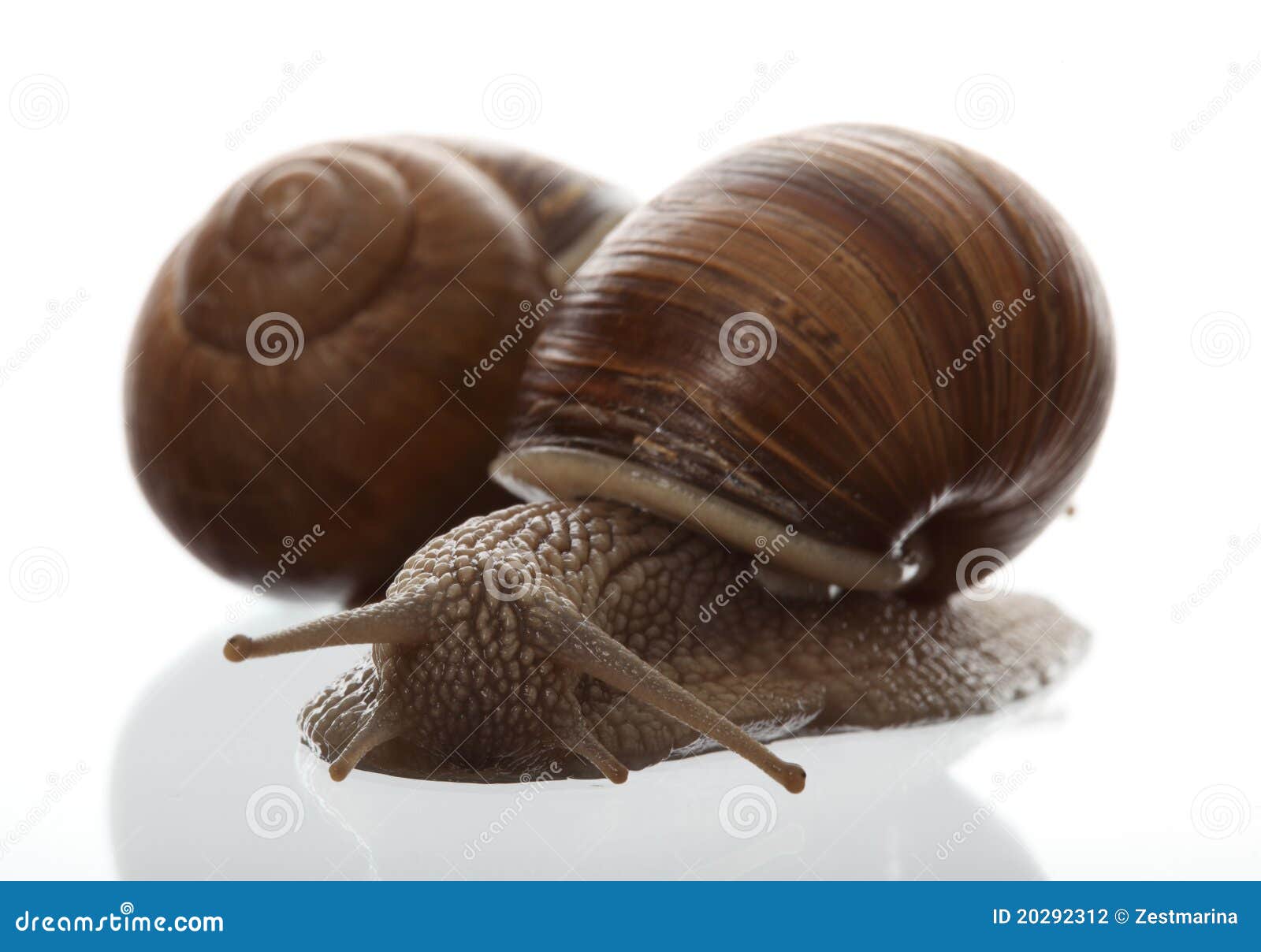 Helixes isolated on white stock photo. Image of cutout - 20292312