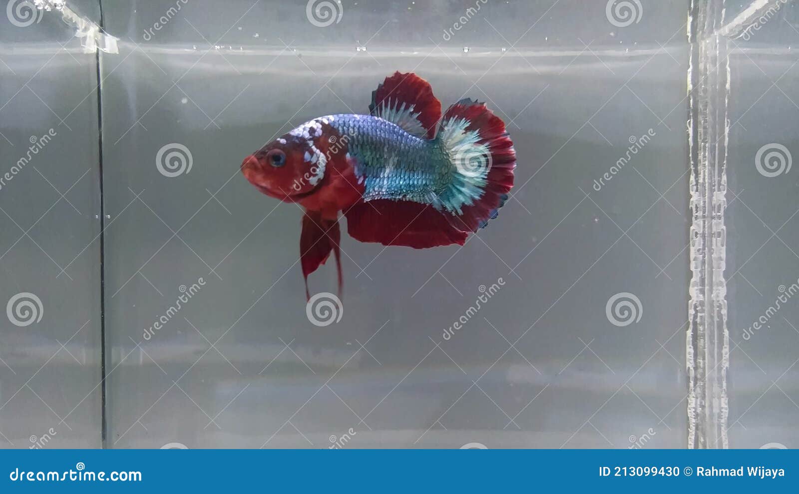 Hell Boy Betta Fish are Bright Red Stock Photo - Image of seafood ...