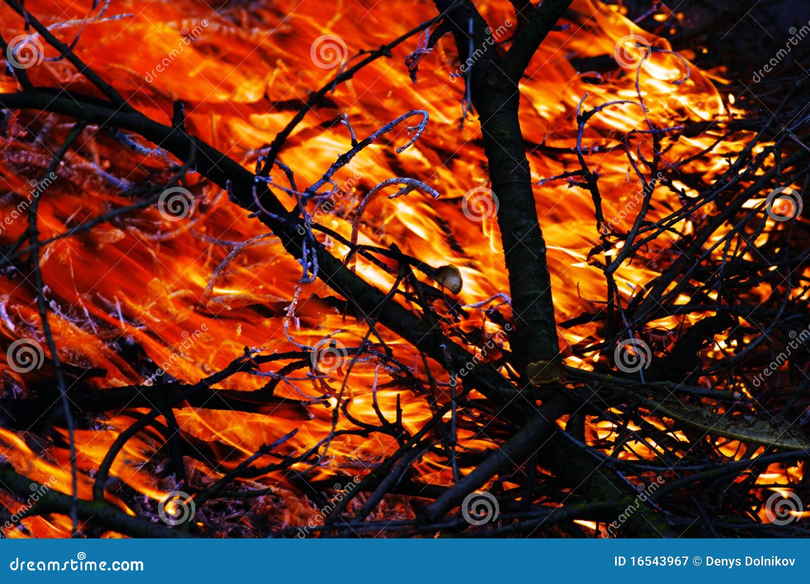 Hell in the forest stock image. Image of energy, flammable - 16543967