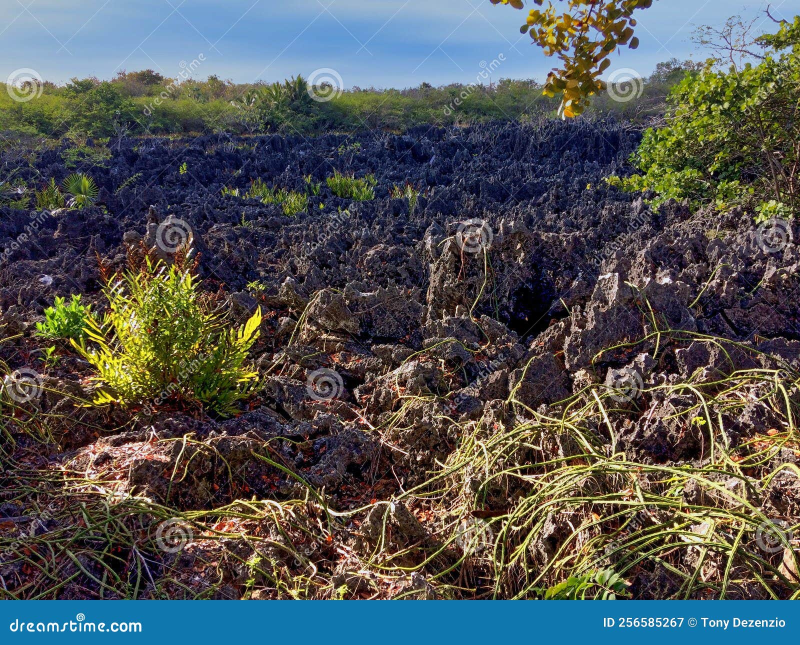 Hell, Grand Cayman stock image. Image of nature, island - 256585267