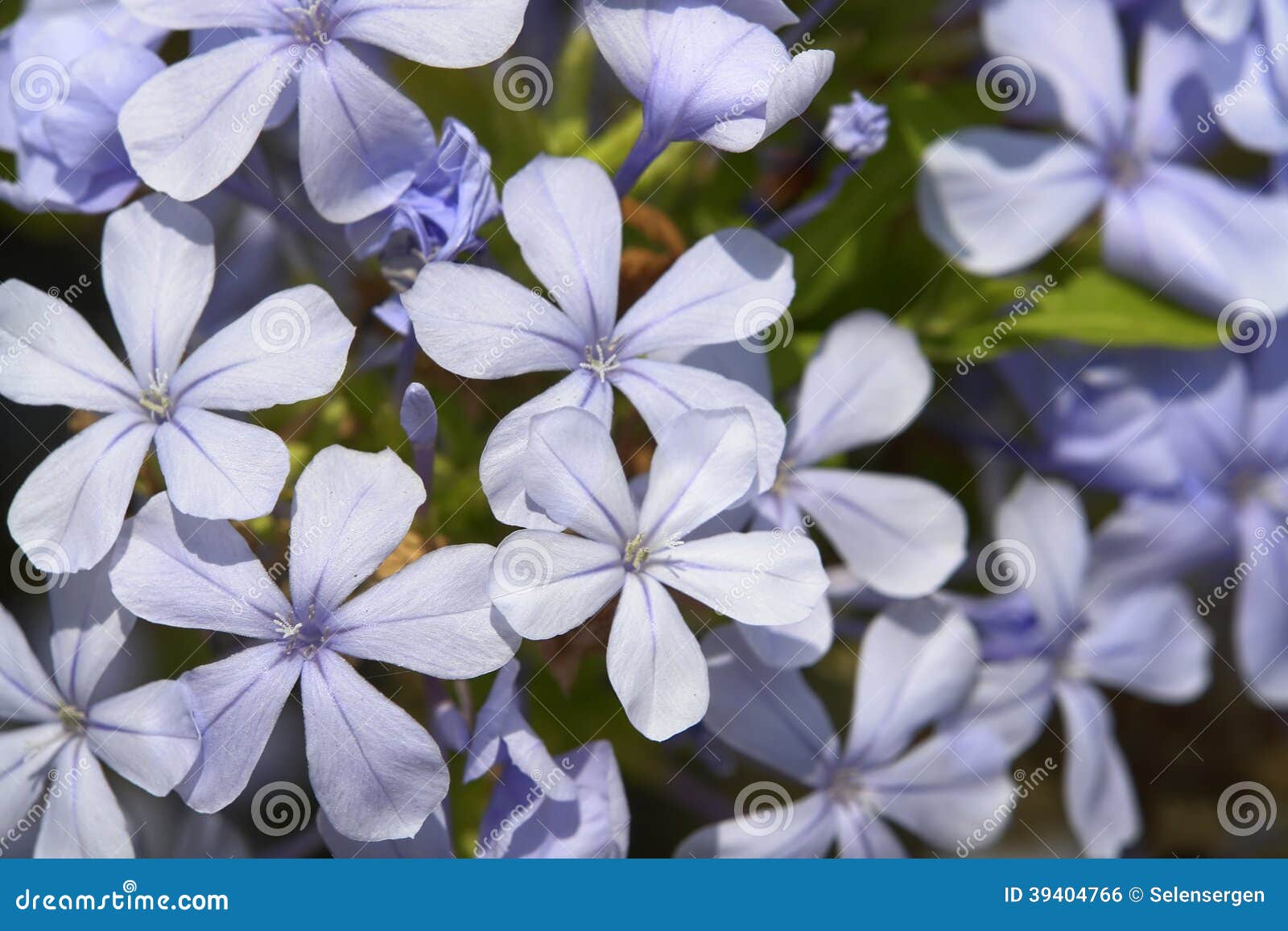 Hellblaue Blume stockfoto. Bild von schön, blume, pflanzen - 39404766
