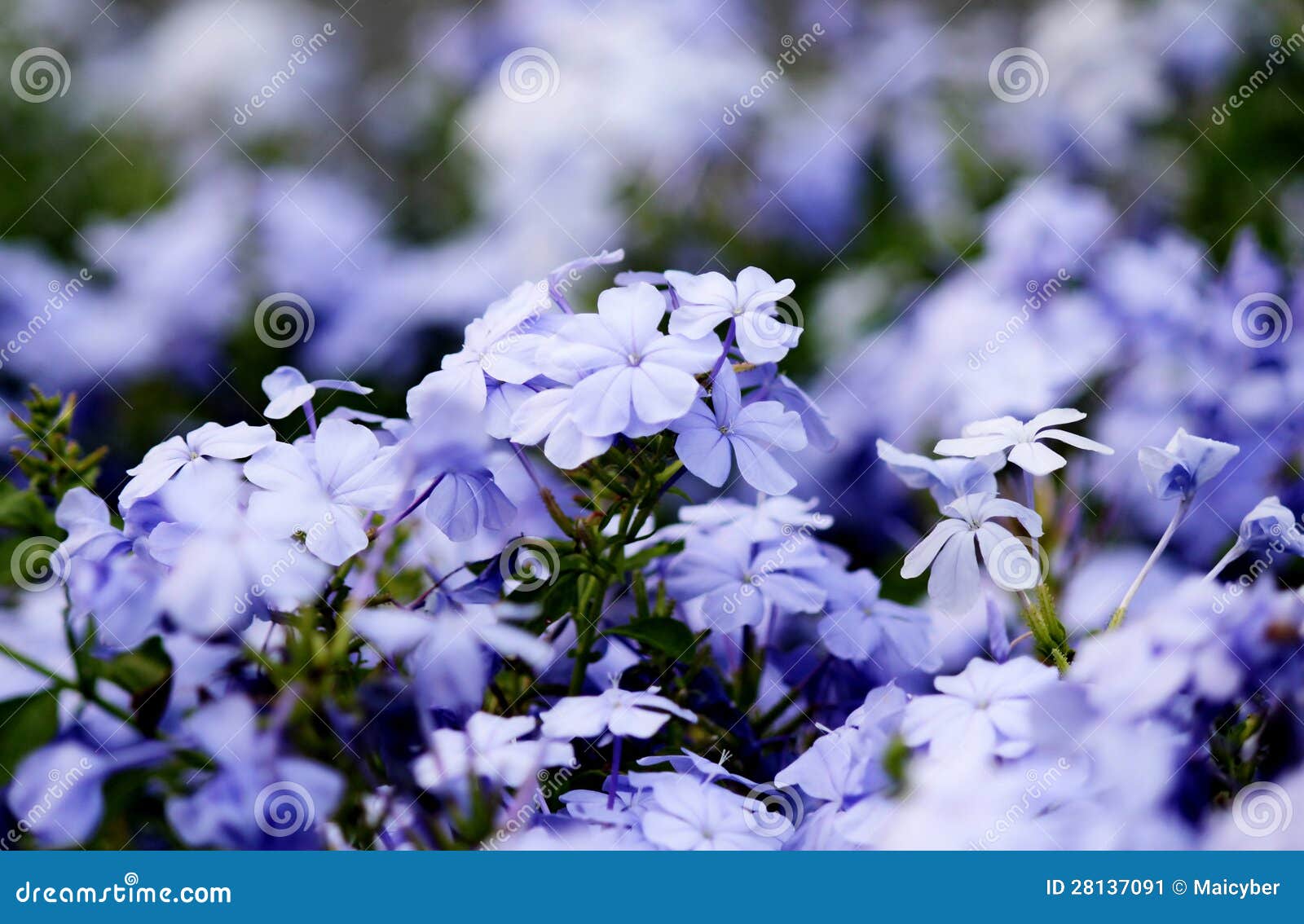 Hellblaue Blumen stockbild. Bild von tapete, blumen, blau - 28137091