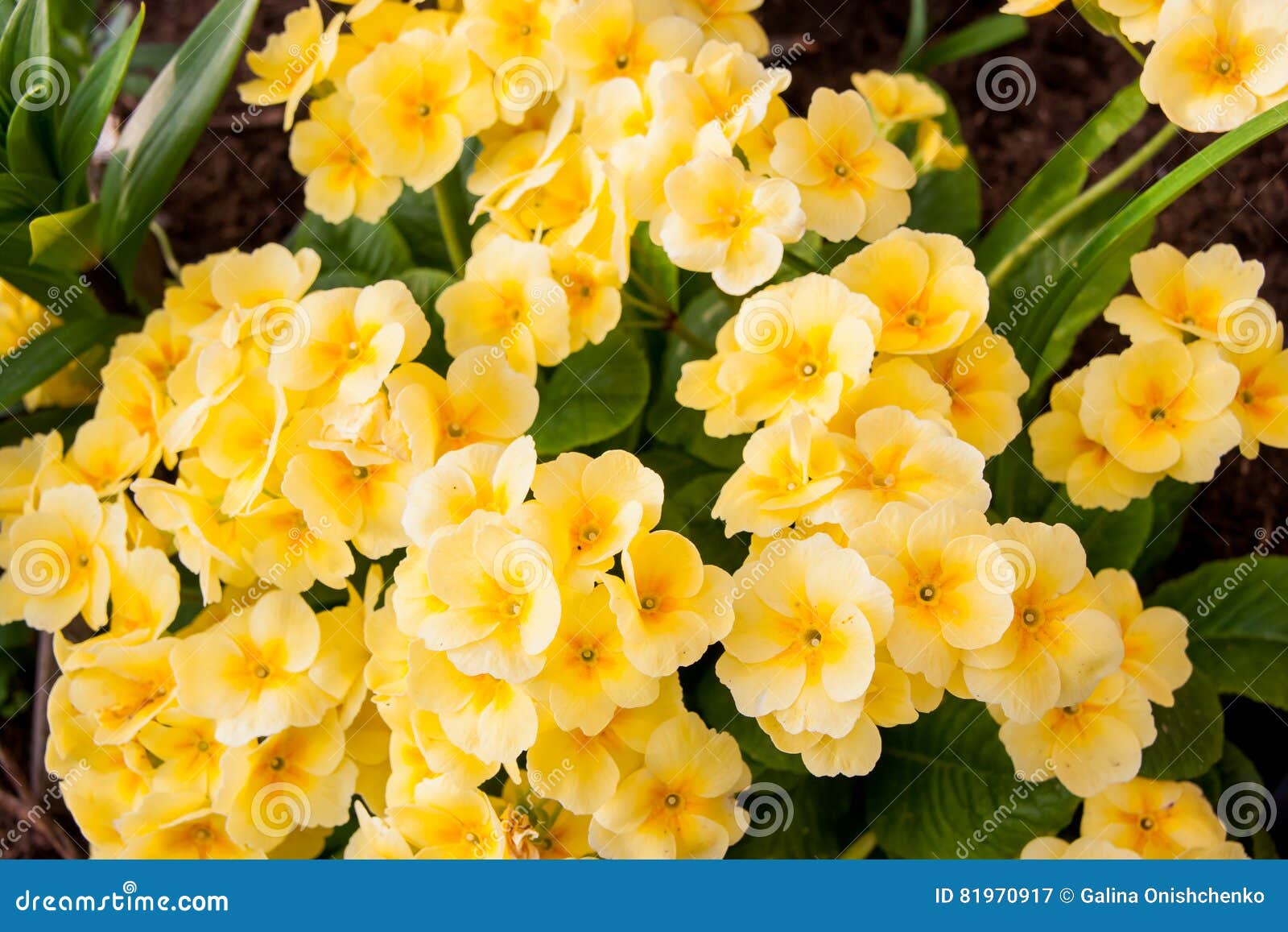 Helle Gelbe Farbe Der Blumen-Primel Stockbild - Bild von blatt, garten ...