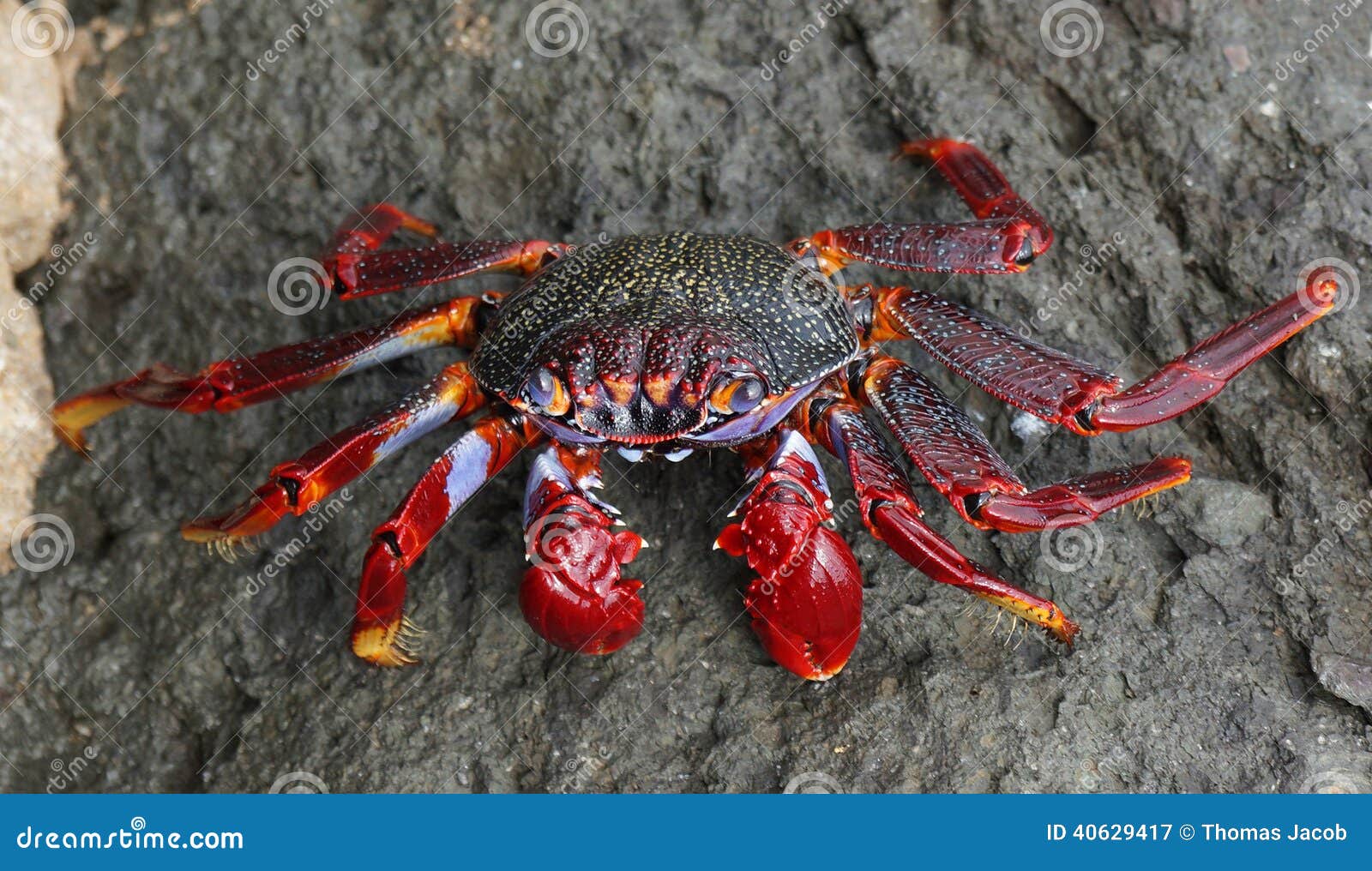 Helle rote Krabbe stockbild. Bild von fischer, schacht - 40629417