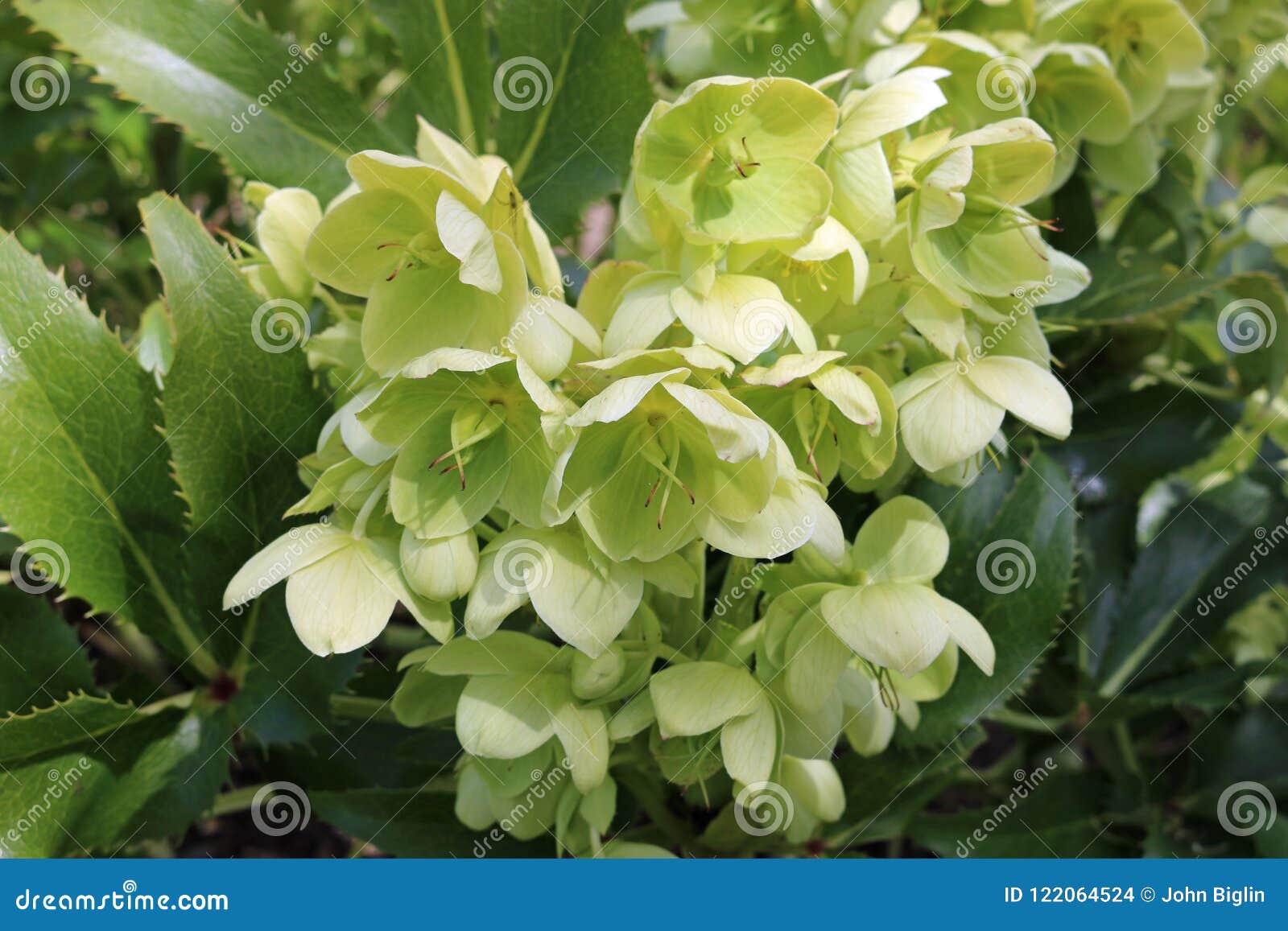 Hellebore Acebo-con Hojas En Flor Foto de archivo - Imagen de perenne ...