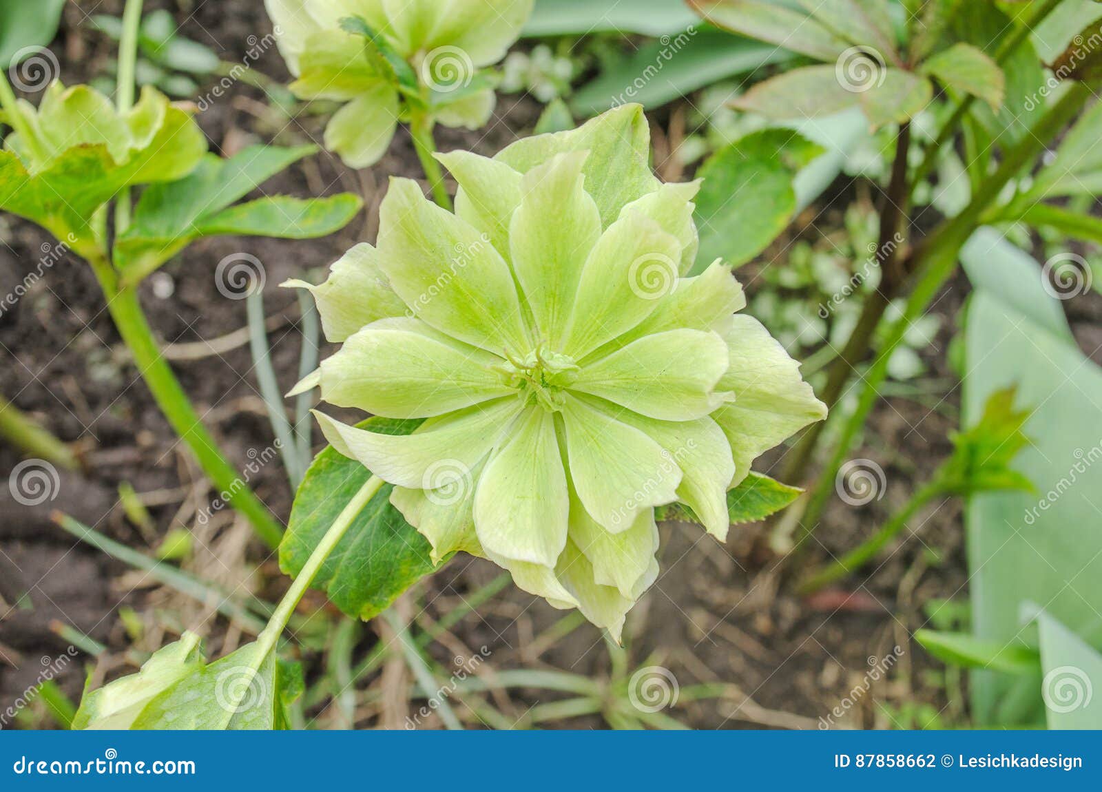 Hellebore Flower Double Ellen White Stock Photo - Image of flower ...