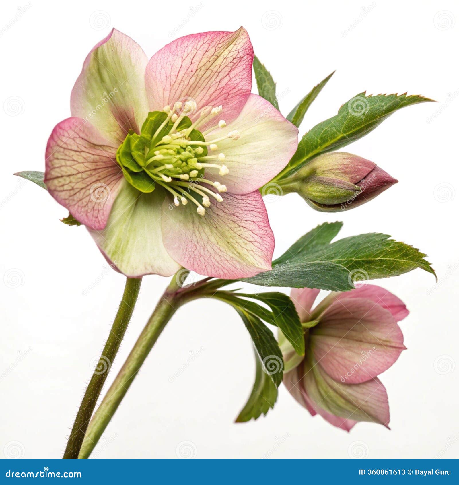 Hellebore Flower Isolated on Transparent Background Stock Illustration ...