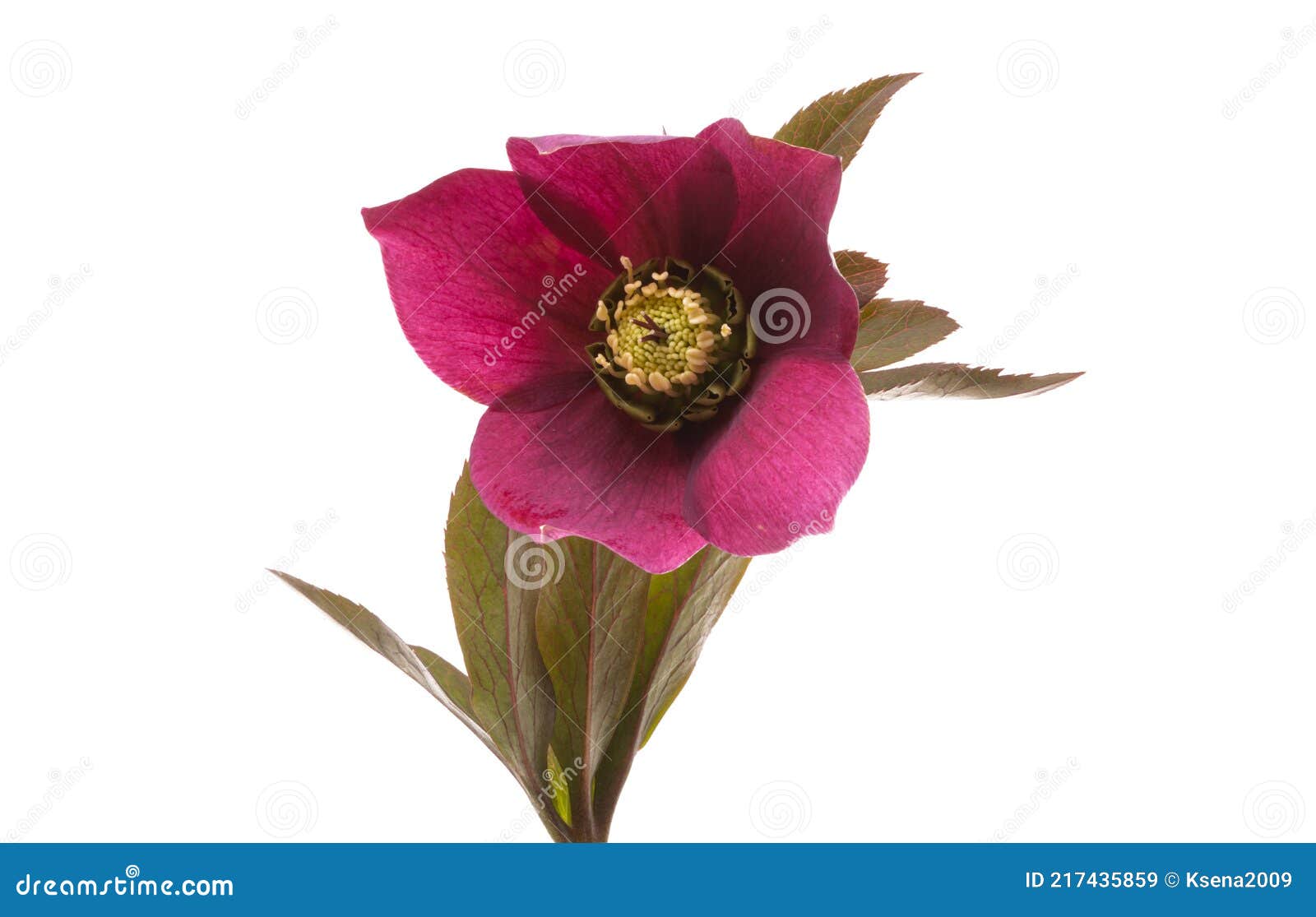 Hellebore flower isolated stock image. Image of beautiful - 217435859