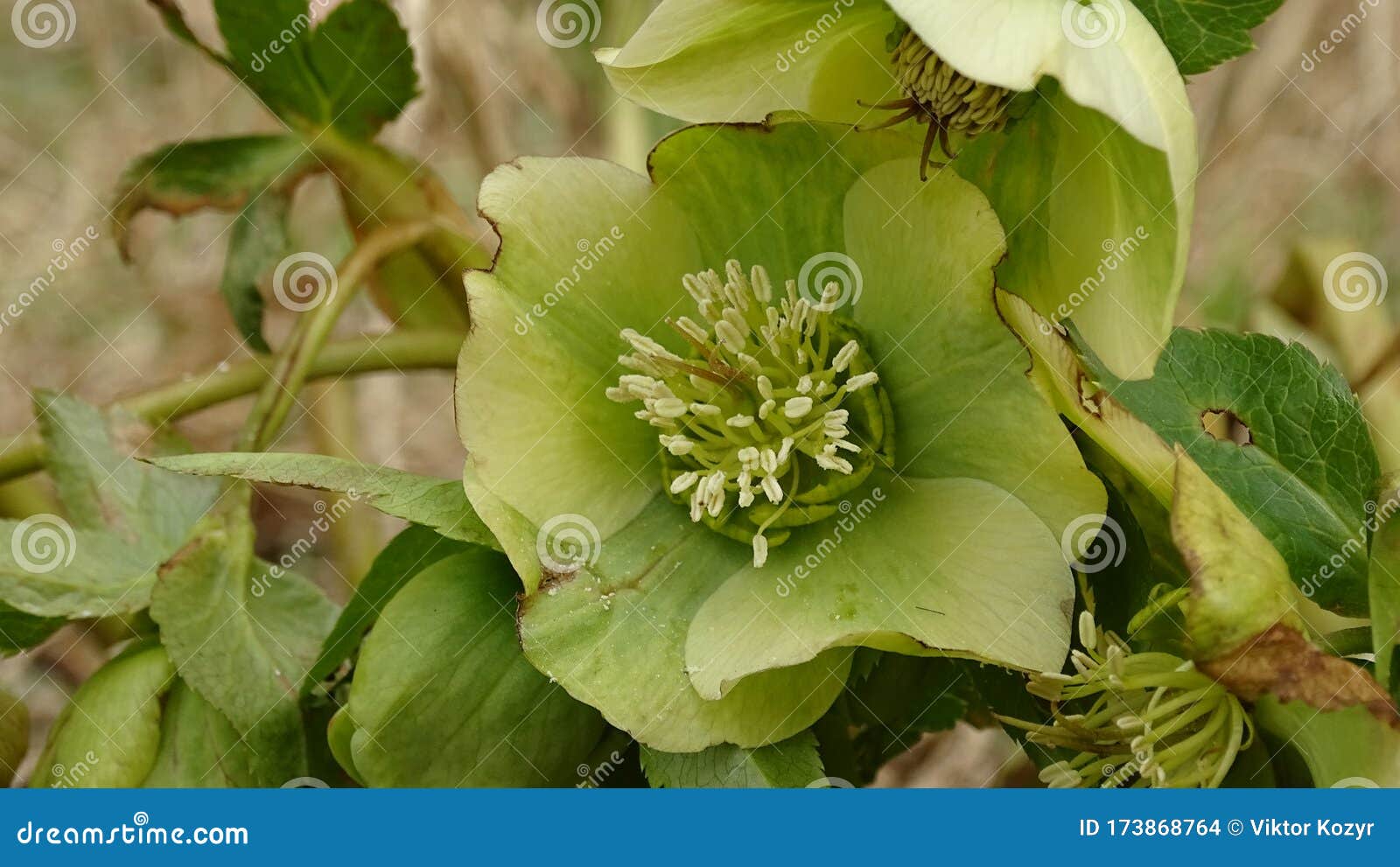 Hellebore Flower is Light Green. in Wild Nature Stock Photo - Image of ...