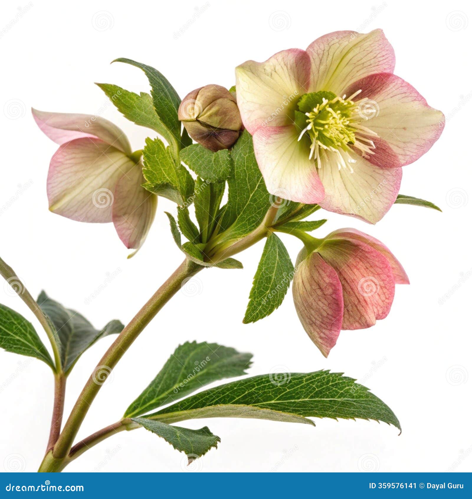 Hellebore Flower On Transparent Background Stock Image | CartoonDealer ...
