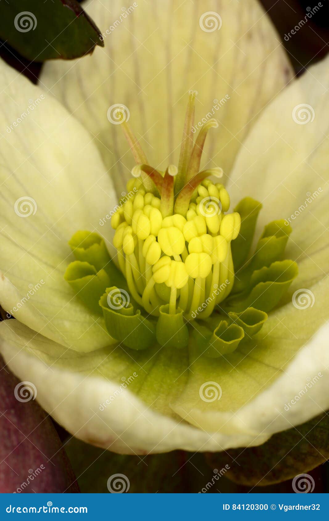 Hellebore flower stock photo. Image of stamen, plant - 84120300