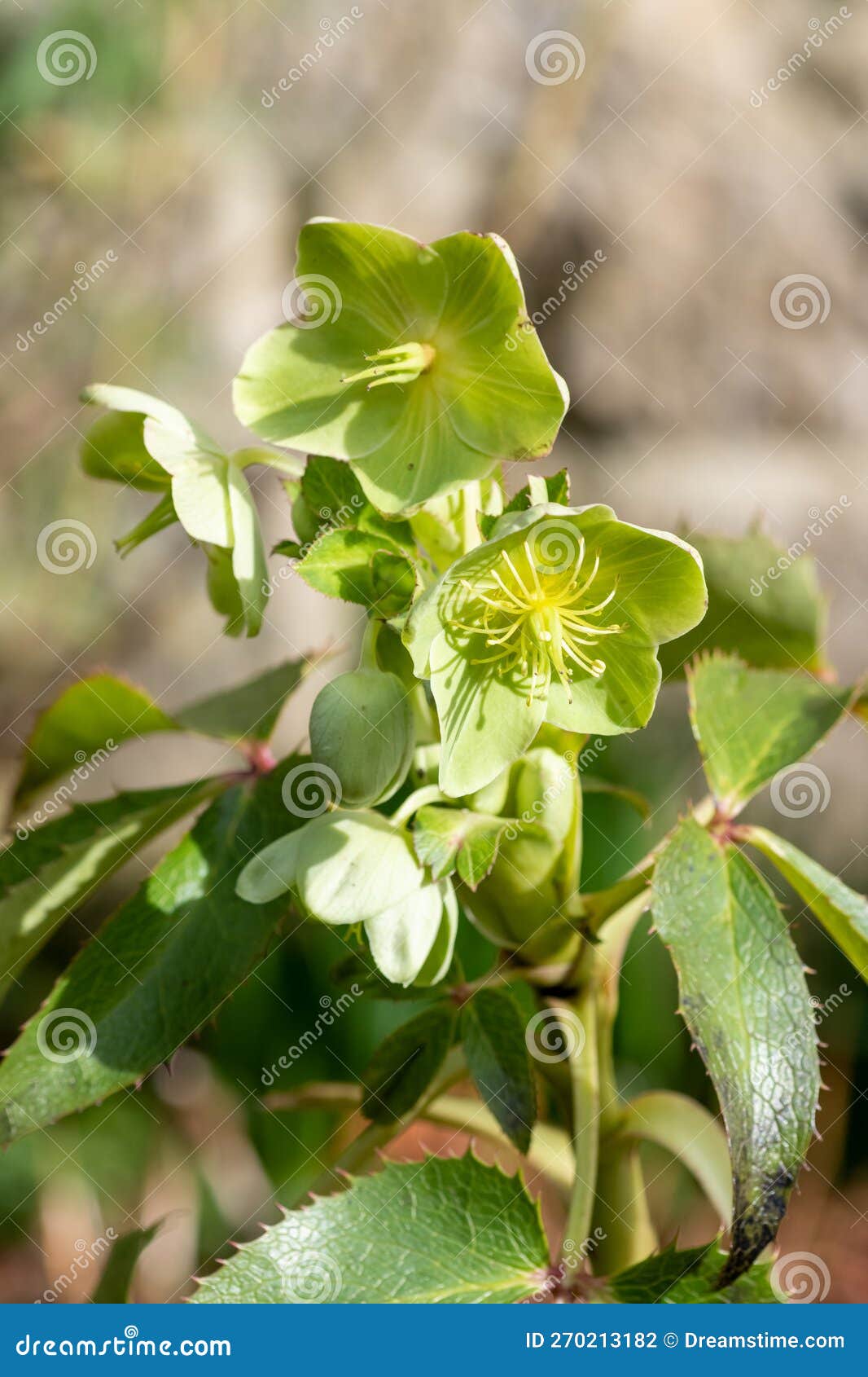 Hellebore flowers stock photo. Image of flower, fresh - 270213182