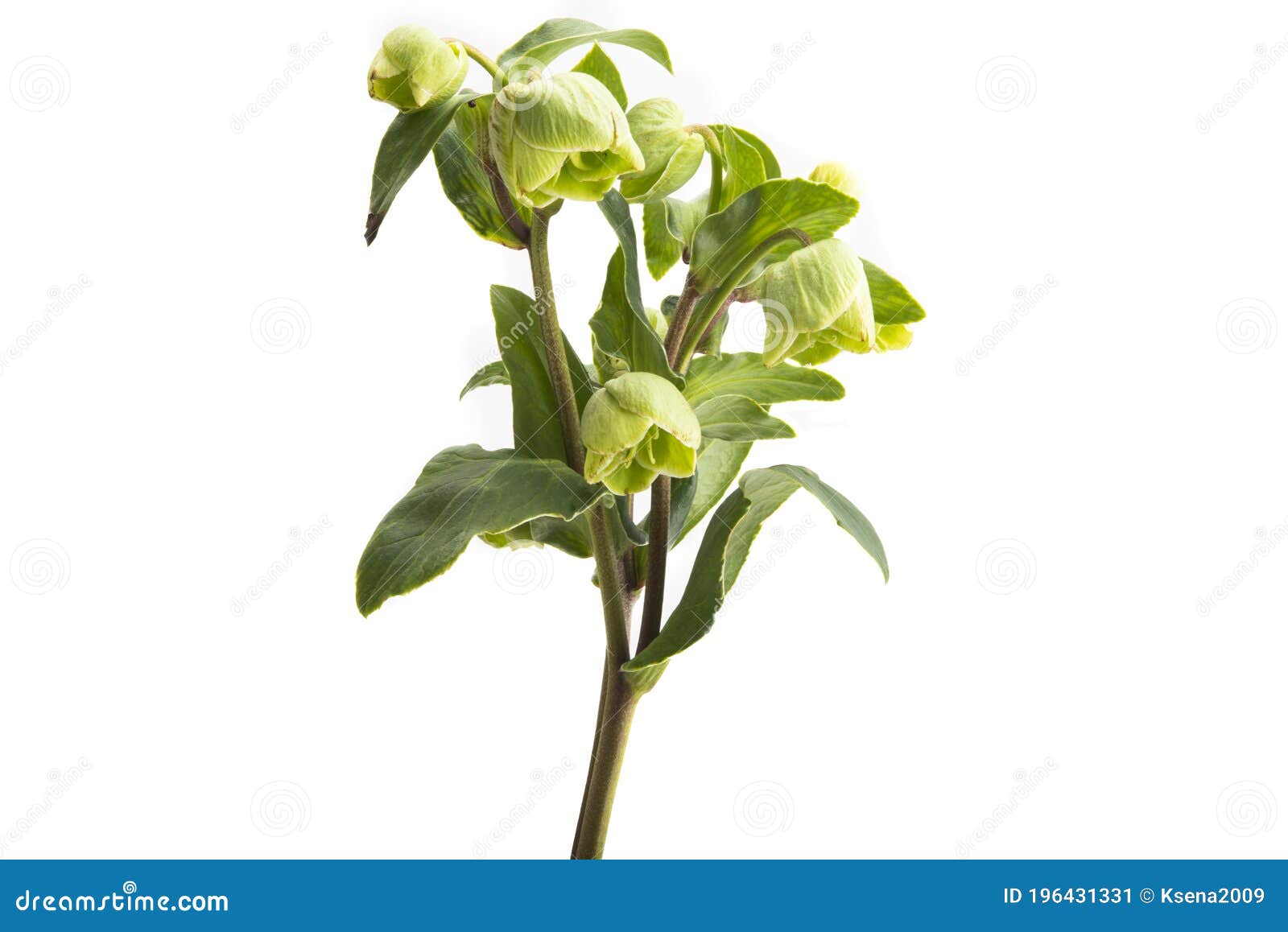 Hellebore green plant stock image. Image of blooming - 196431331