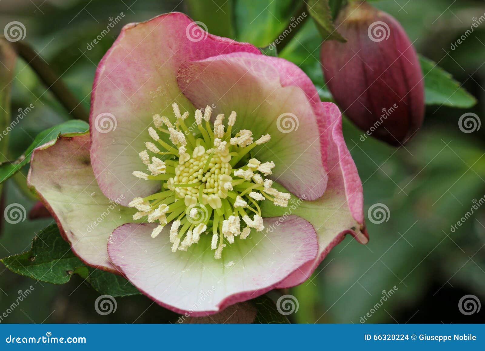 Hellebore stock photo. Image of petal, toxic, decoration - 66320224