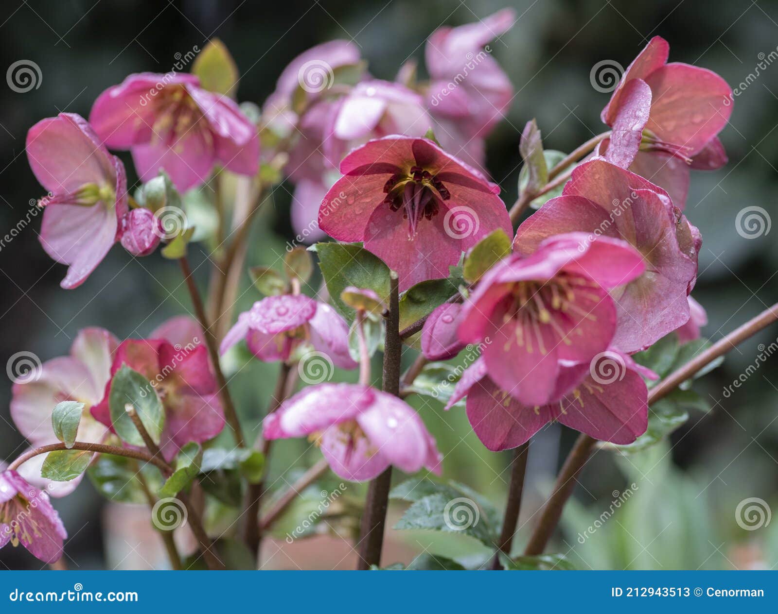 Hellebore Pink Flowers in Spring Stock Image - Image of produce, pink ...