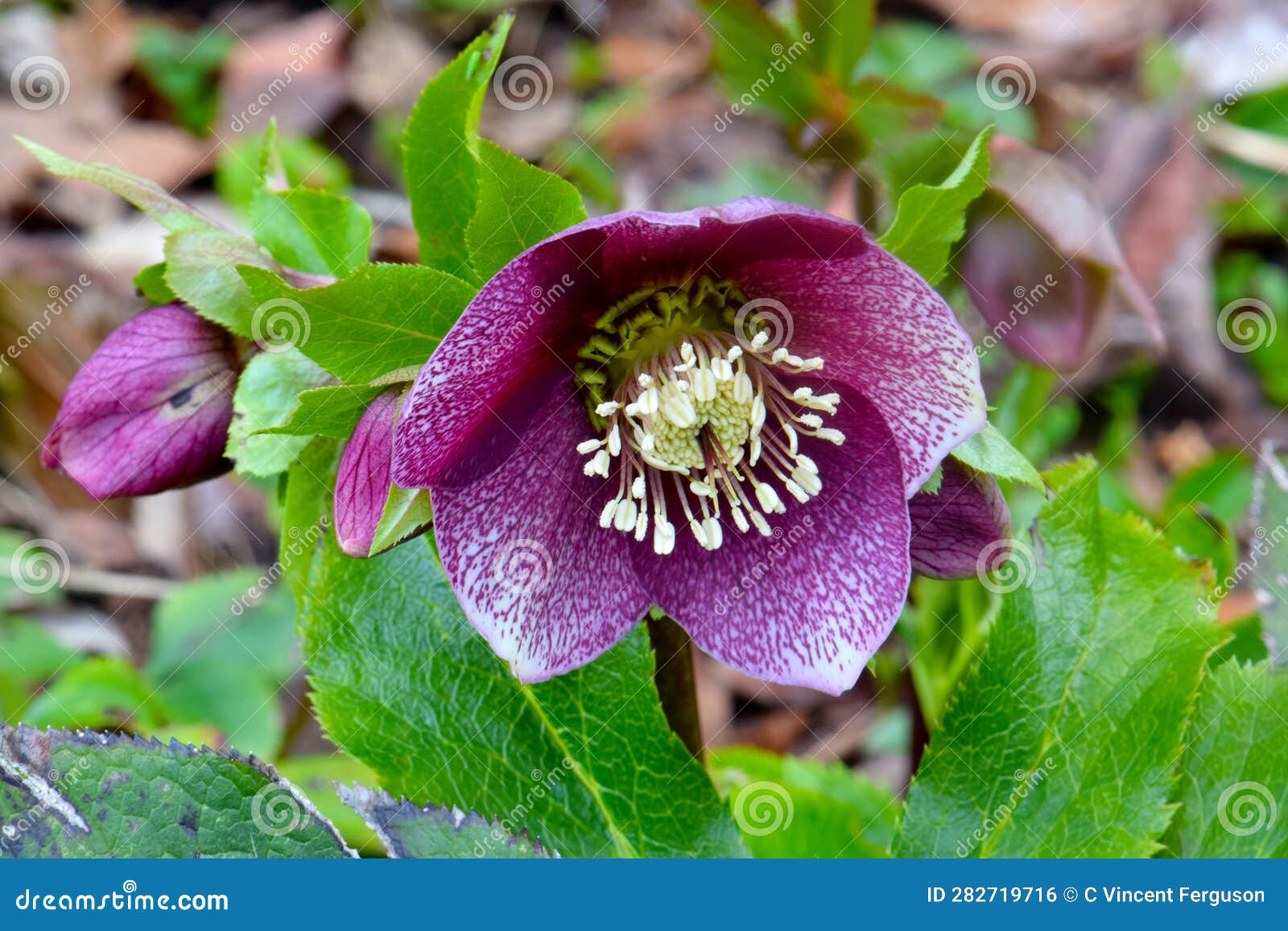 Purple Hellebore Lenton Rose Speckled 01 Stock Photo - Image of ...
