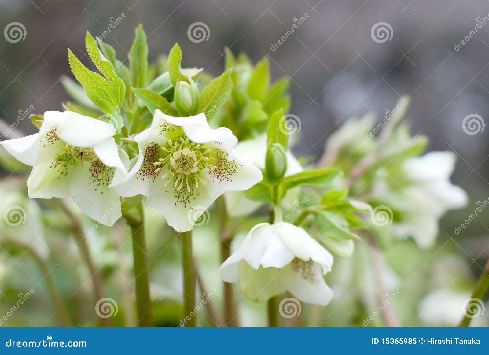 Hellebores flower stock image. Image of meadow, field - 15365985