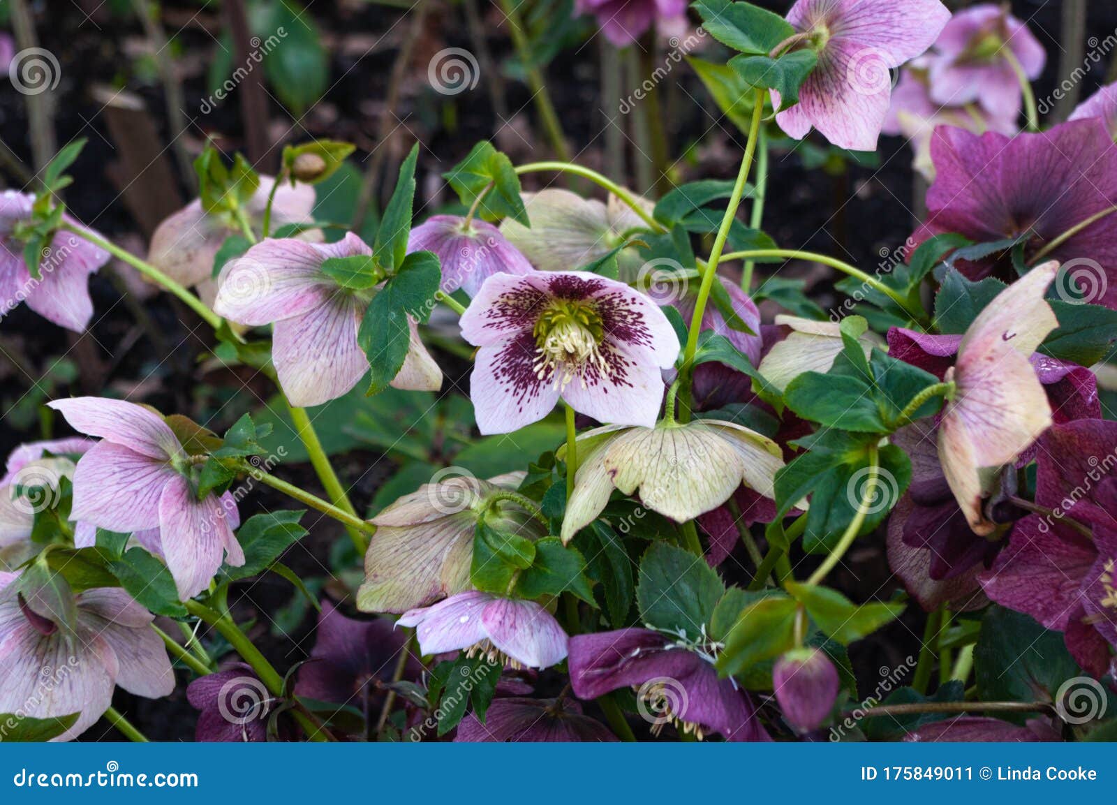 Hellebores in Spring Flower Garden Stock Image - Image of colourful ...