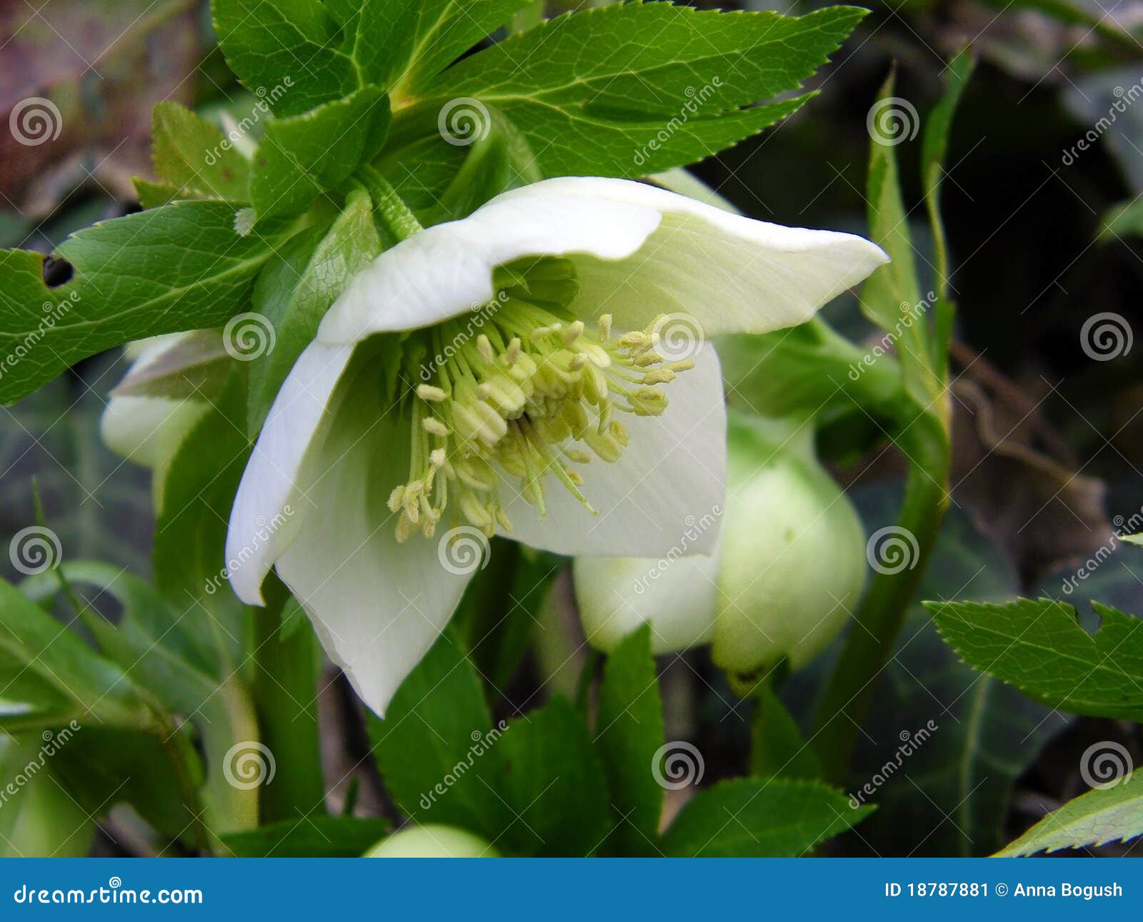 Helleborus flower stock image. Image of helleborus, hellebore - 18787881