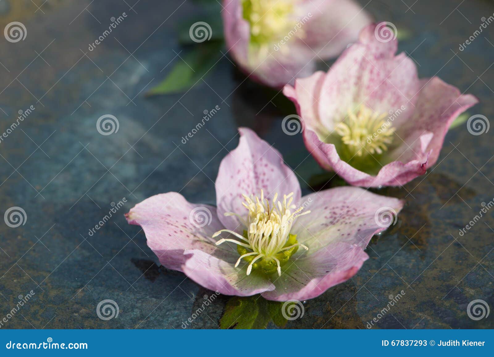 Helleborus stock image. Image of plant, stem, hellebore - 67837293