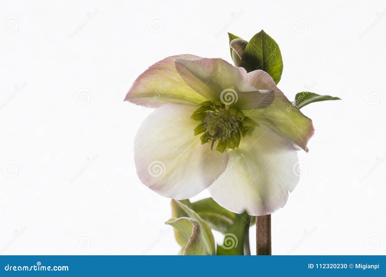 Helleborus flower stock photo. Image of rose, flower - 112320230