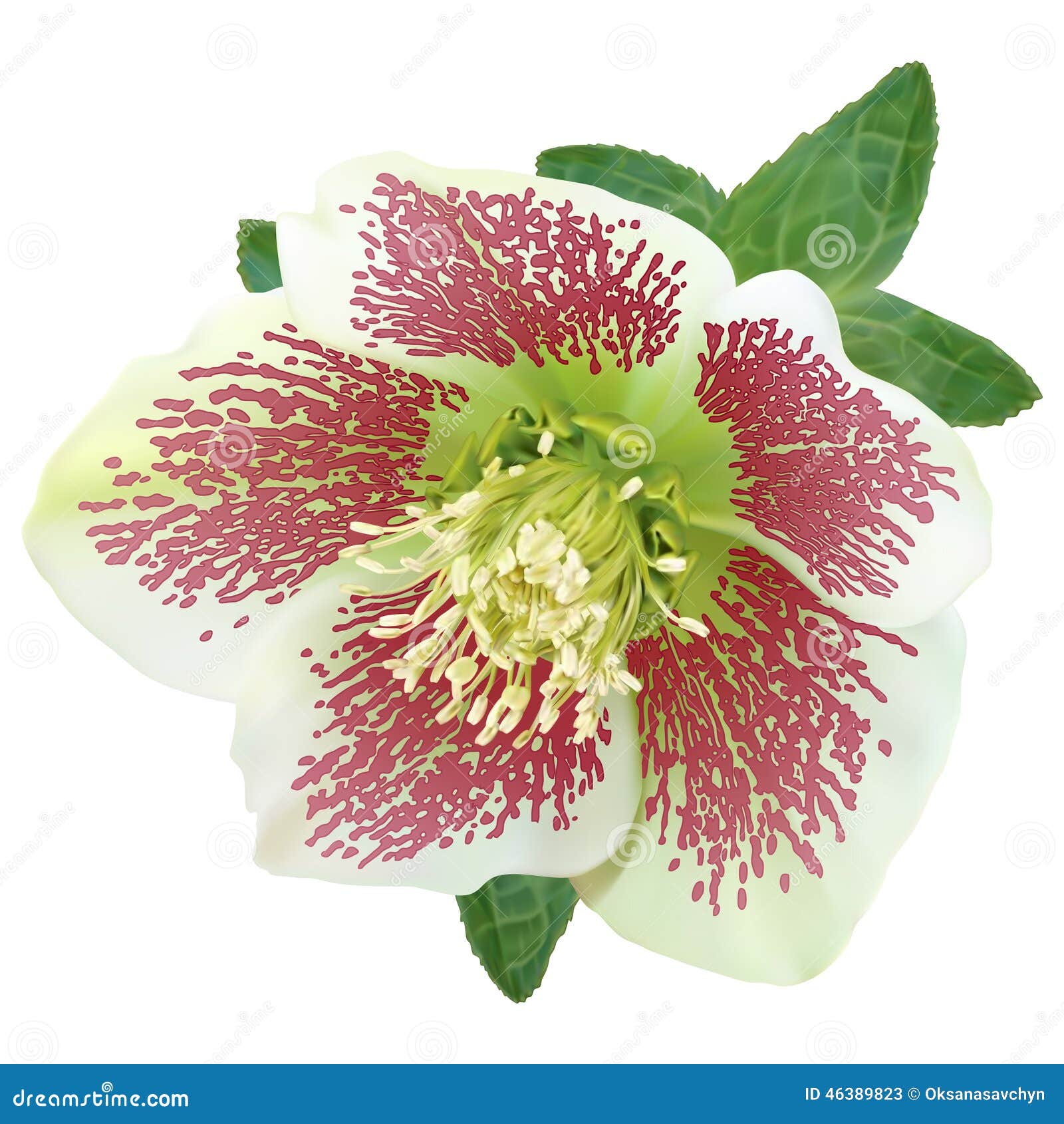 Helleborus flower stock image. Image of rose, decorative - 46389823