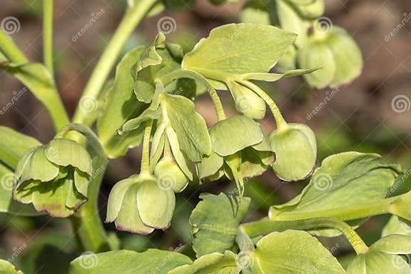Helleborus foetidus stock image. Image of head, outdoors - 244891207 Helleborus foetidus stock image. Image of head, outdoors - 244891207