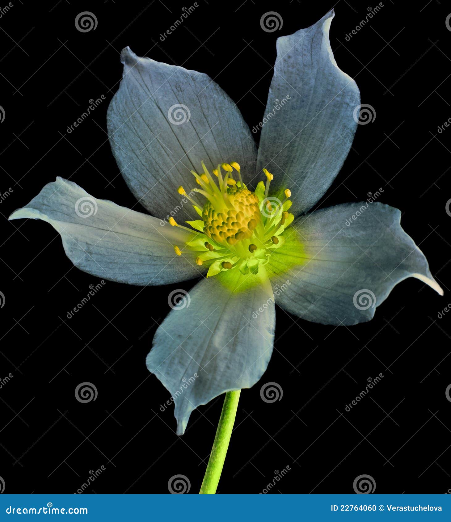 Magic Flower - Poppy Stock Photography | CartoonDealer.com #41313320