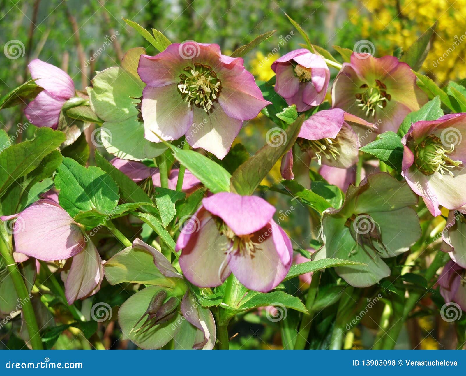Helleborus One of the First Spring Flowers Stock Photo - Image of ...