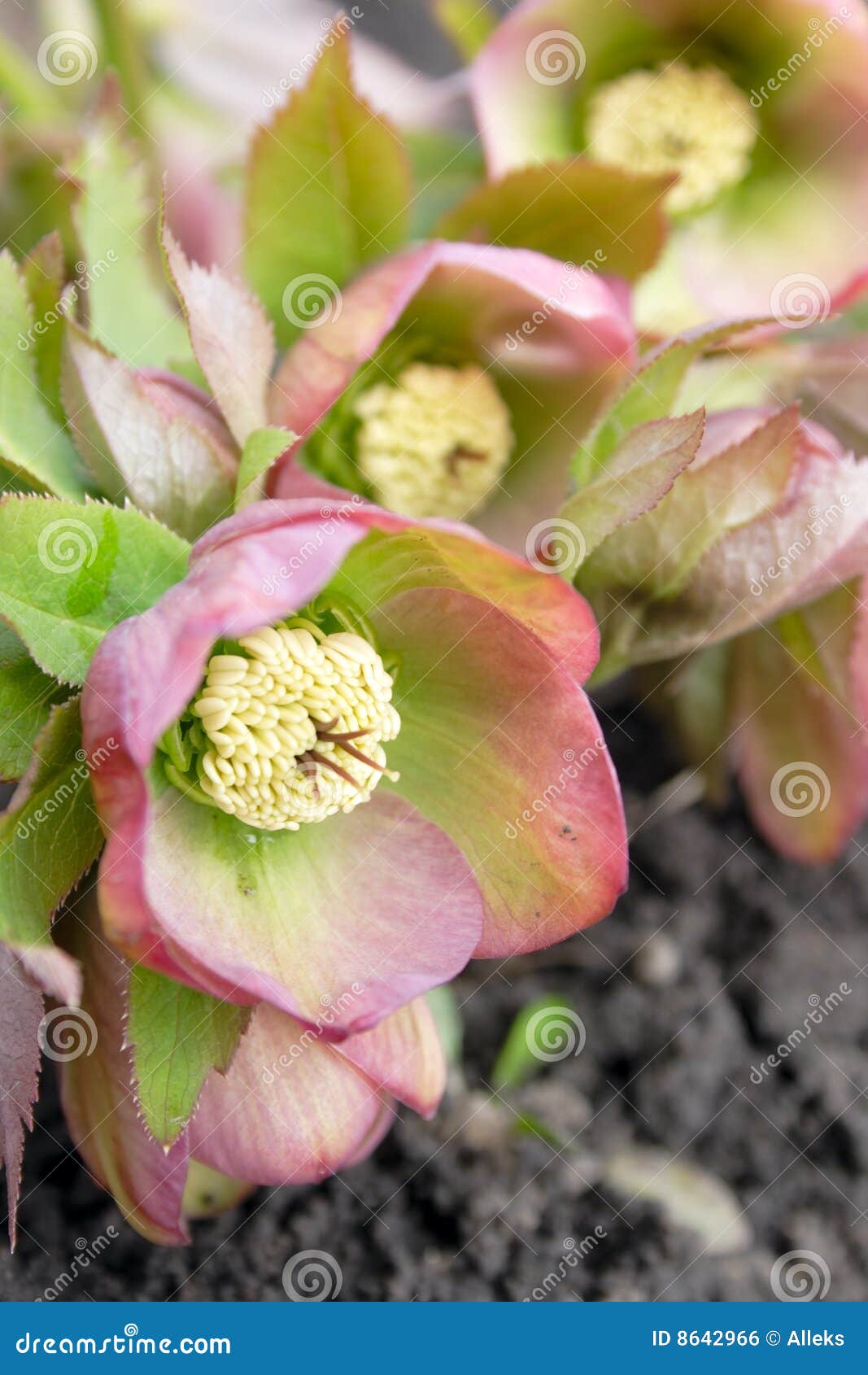 Helleborus One of the First Spring Flowers Stock Photo - Image of ...
