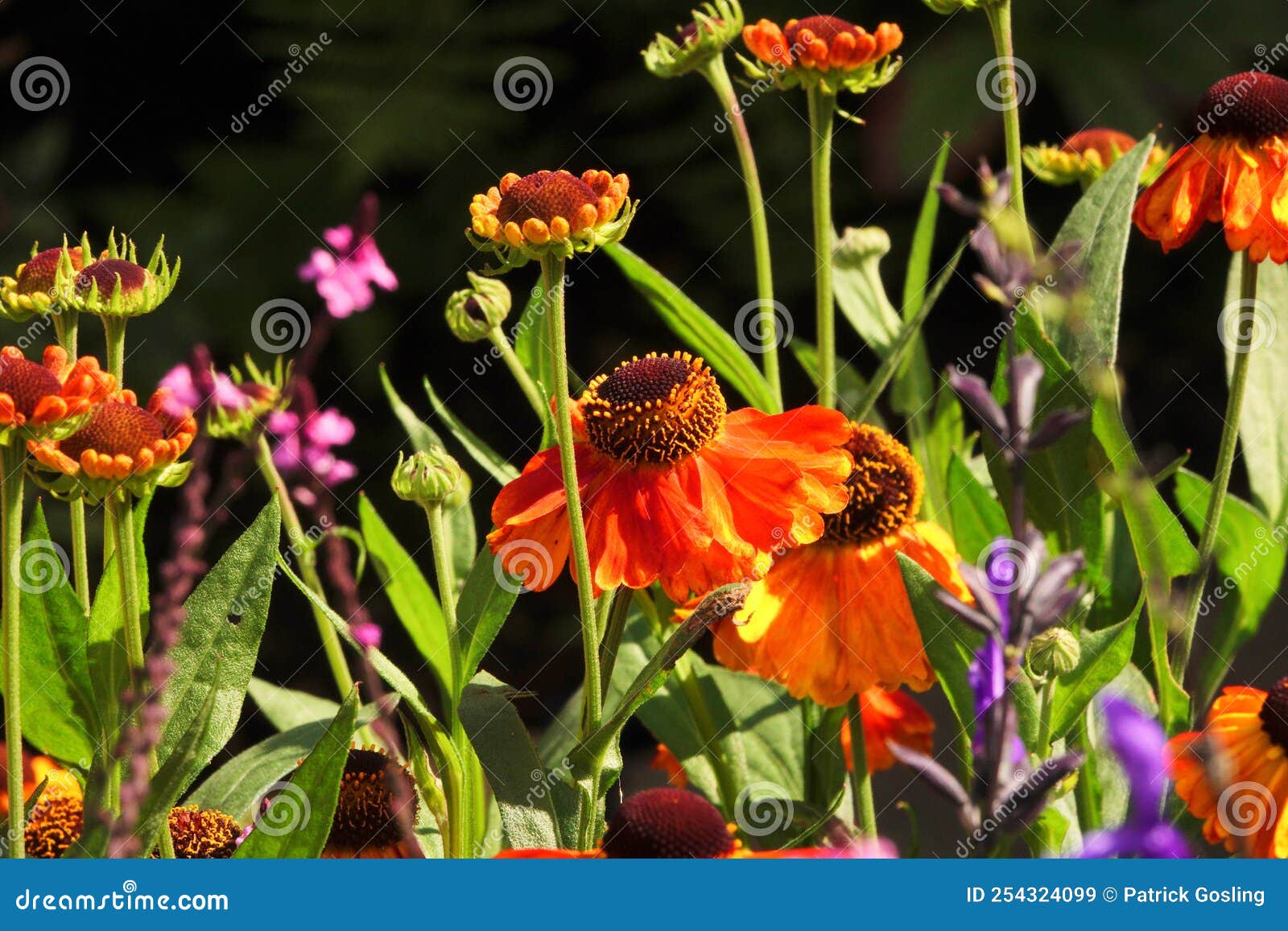 Helenium Flowers in a Mixed Border. Stock Image - Image of blooms ...