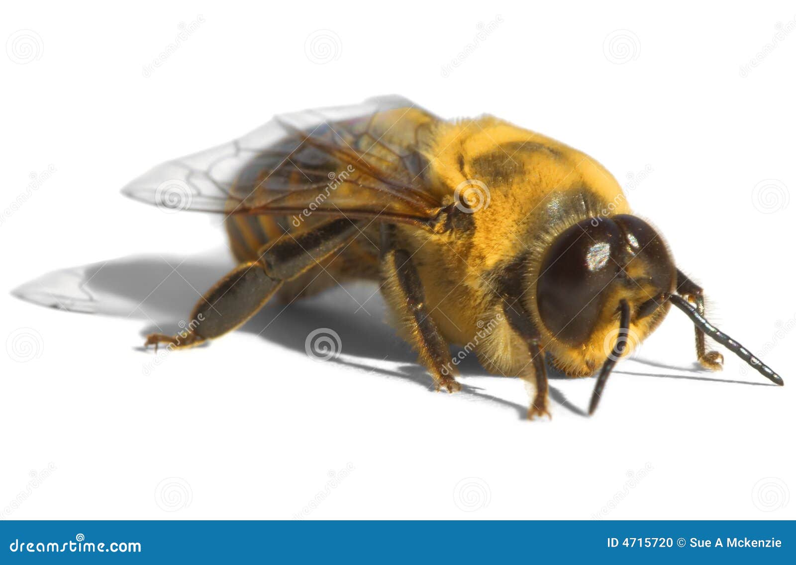 Helles Gelbes Biene ~ Drohne Stockfoto - Bild von frech, blume: 4715720