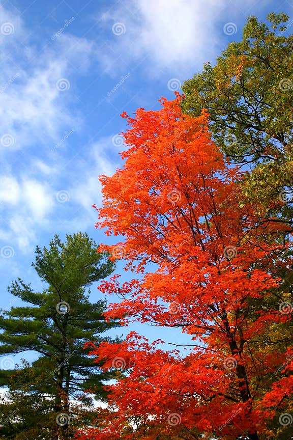 Helles Rot stockbild. Bild von herbst, schönheit, blätter - 35517
