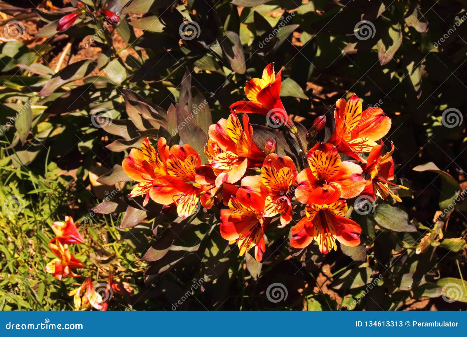 HELLES ROT UND GELBE INKA-LILIEN Stockbild - Bild von betrieb ...