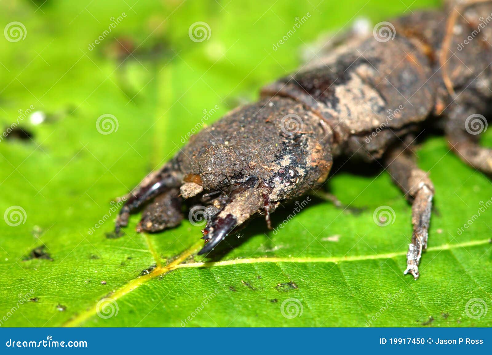 Hellgrammite Larvae House