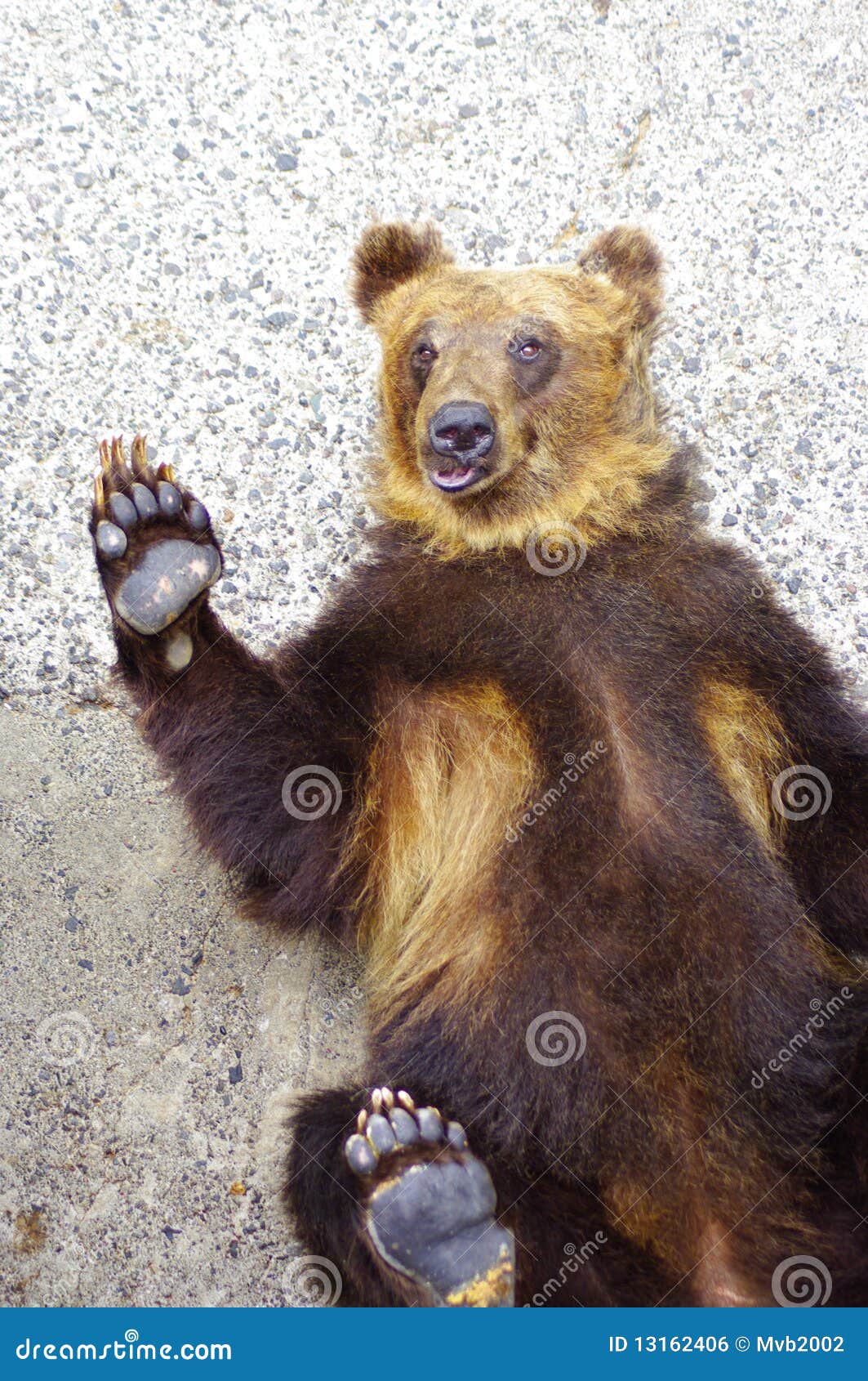 Hello!!! stock photo. Image of animal, clap, clapping - 13162406