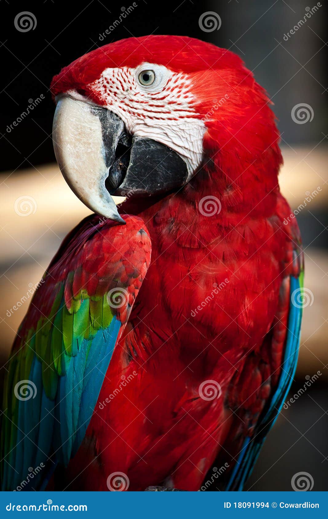 Hello stock photo. Image of parrot, bird, life, forest - 18091994
