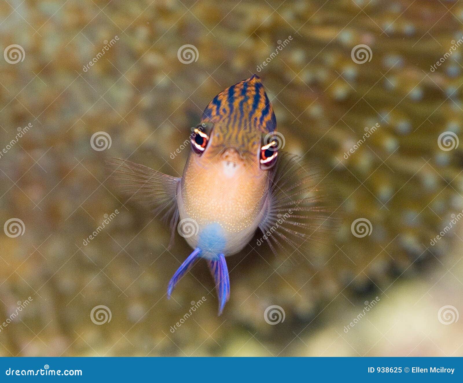 Hello stock image. Image of fish, tropical, water, sixline - 938625