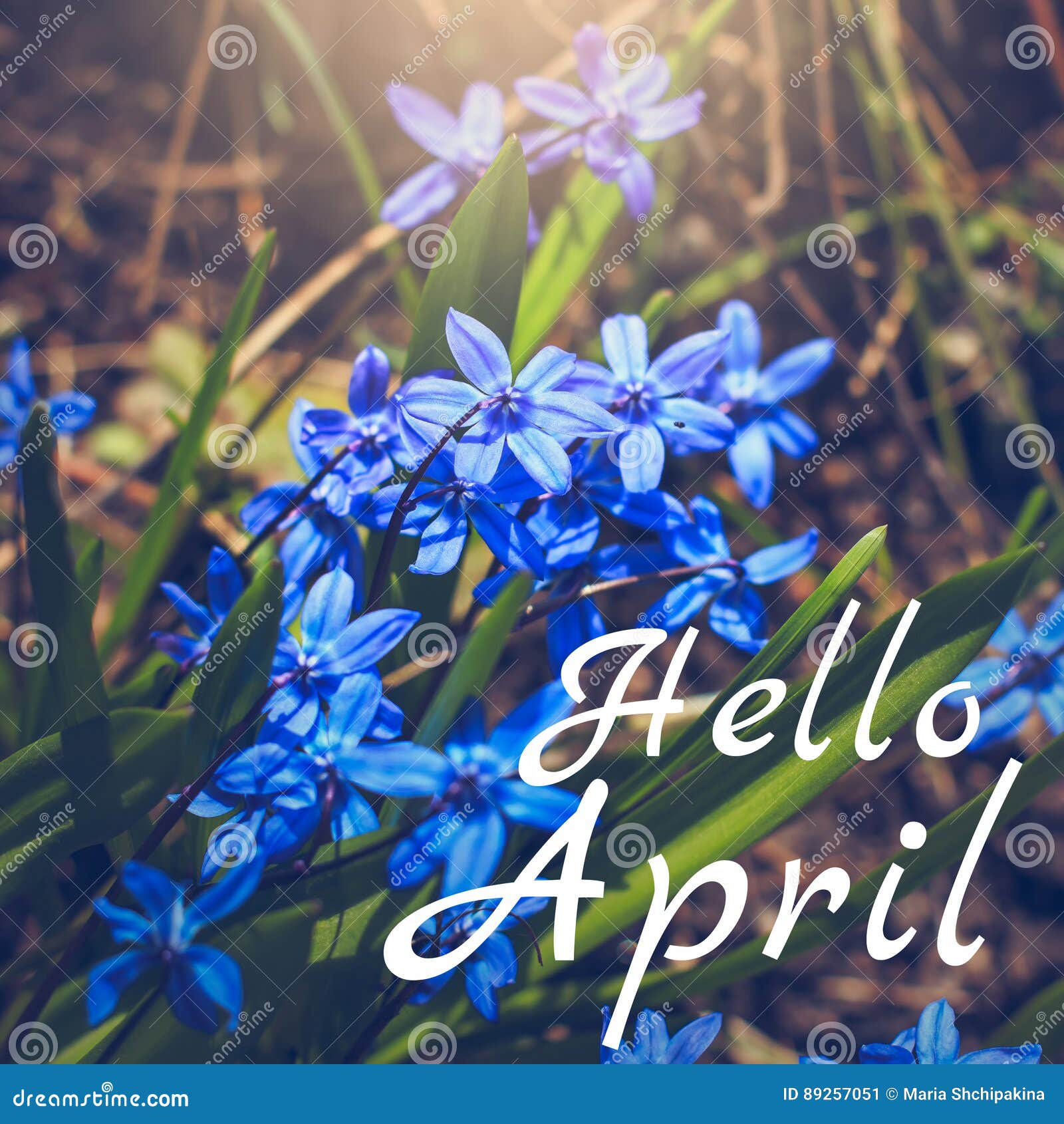 Hello April Greeting Card with Blue First Flowers Stock Image - Image ...