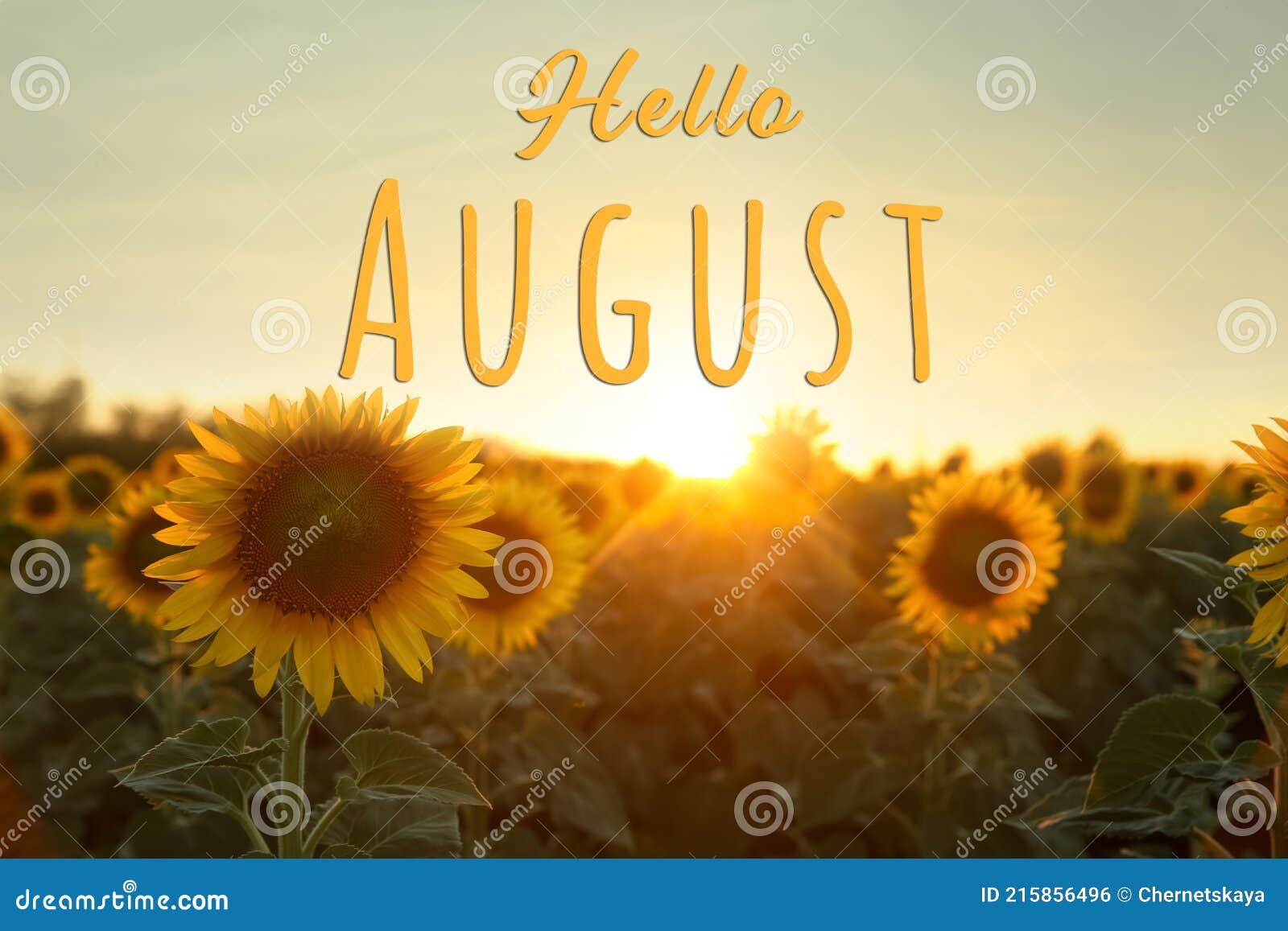 Hello August. Beautiful View of Field with Yellow Sunflowers at Sunset ...