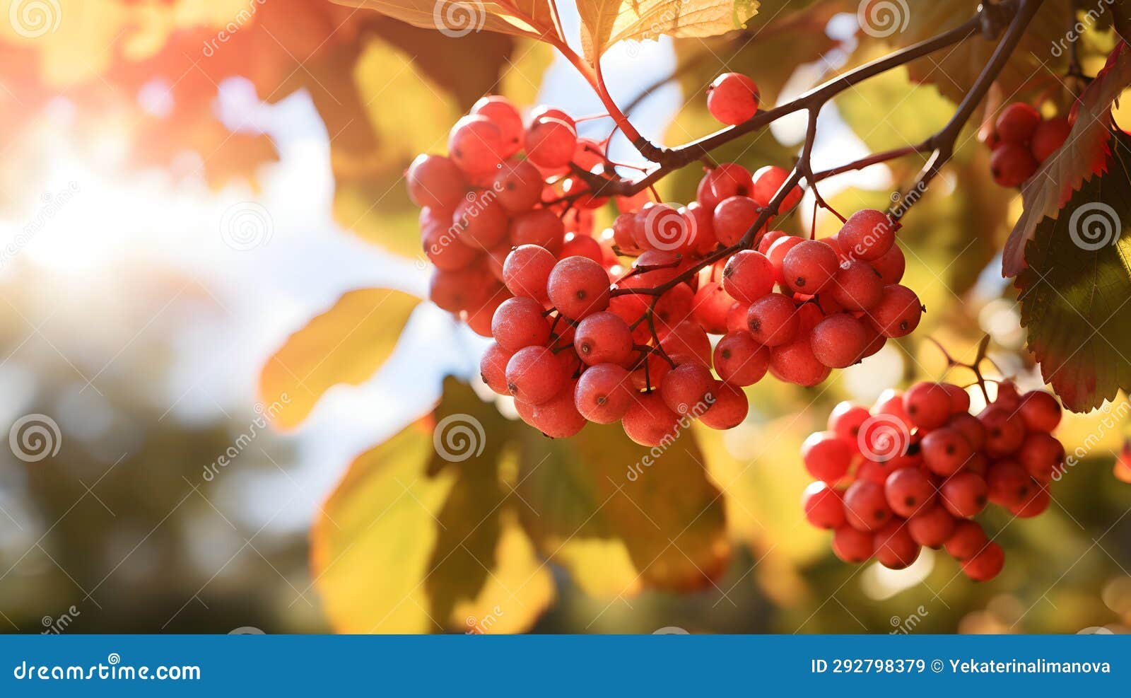Hello Autumn Guelder Rose Tree. AI Generated Image Stock Illustration ...