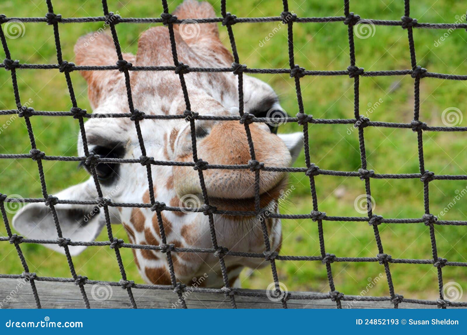 Hello! baby giraffe stock image. Image of youth, cute - 24852193