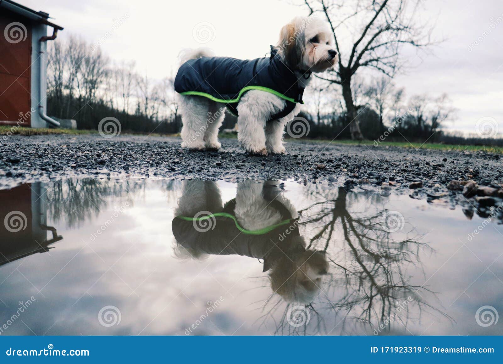 Hello Bailey is hear stock image. Image of hello, forest - 171923319