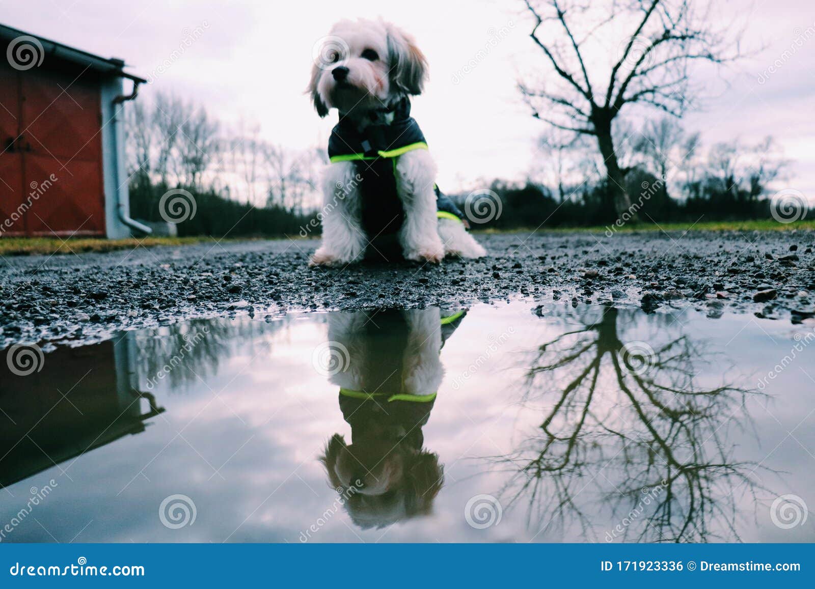 Hello Bailey is hear stock photo. Image of hello, hear - 171923336