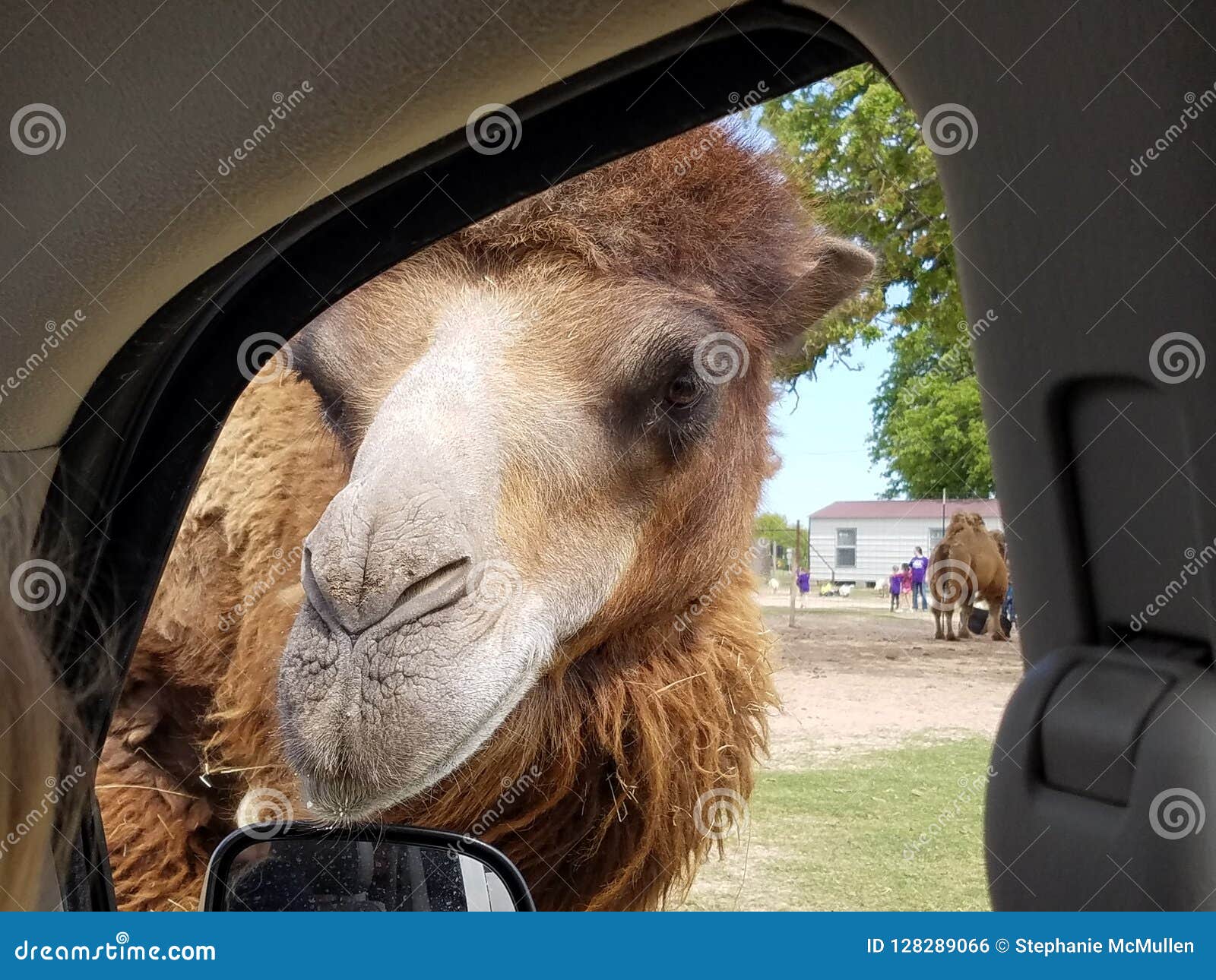 Hello stock photo. Image of animal, large, hello, camel - 128289066