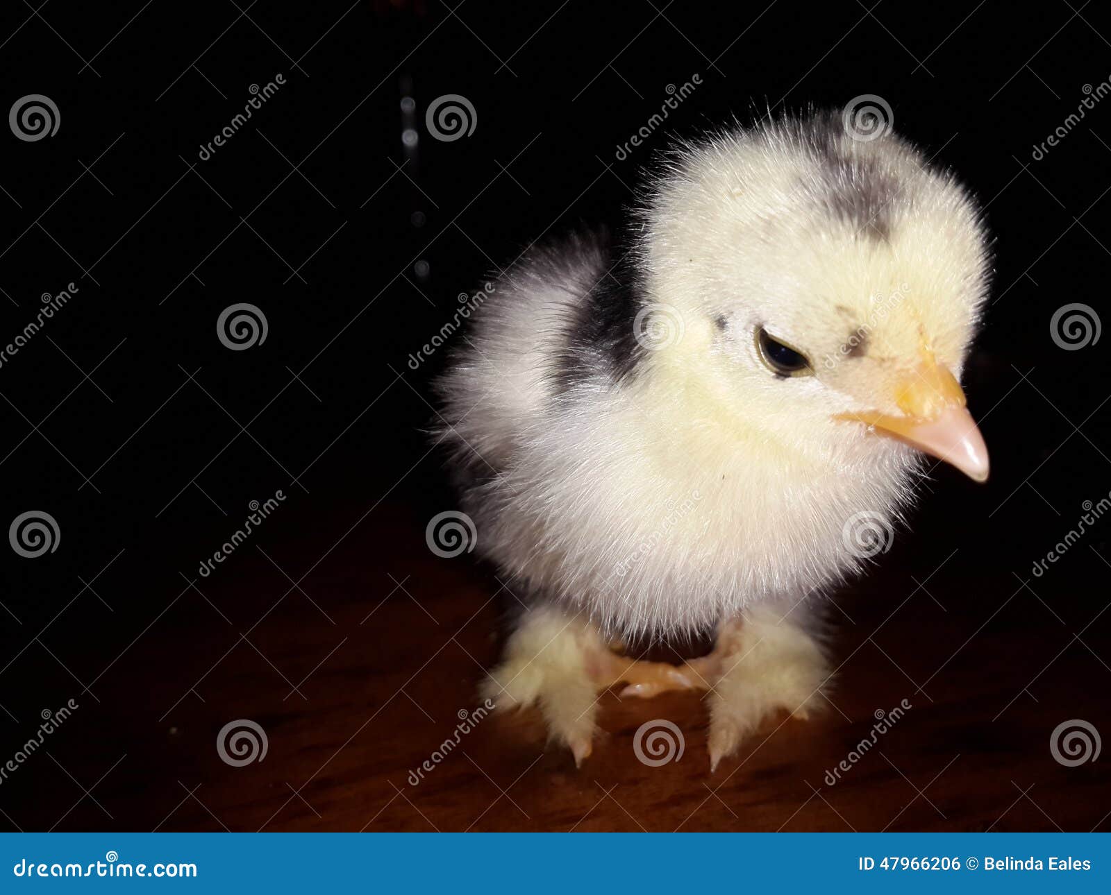 Hello chick stock photo. Image of chicken, bantam, hello - 47966206
