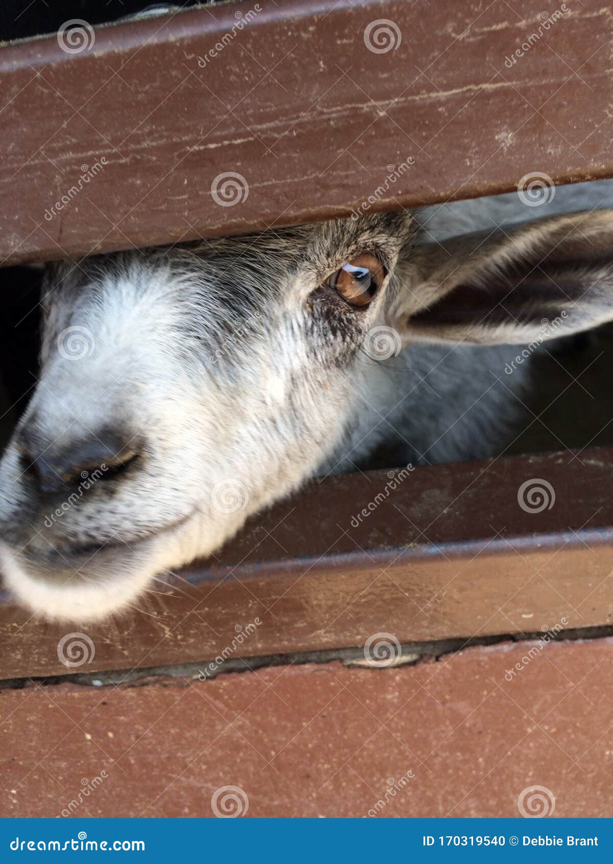 Hello! stock photo. Image of looking, hello, fence, farm - 170319540