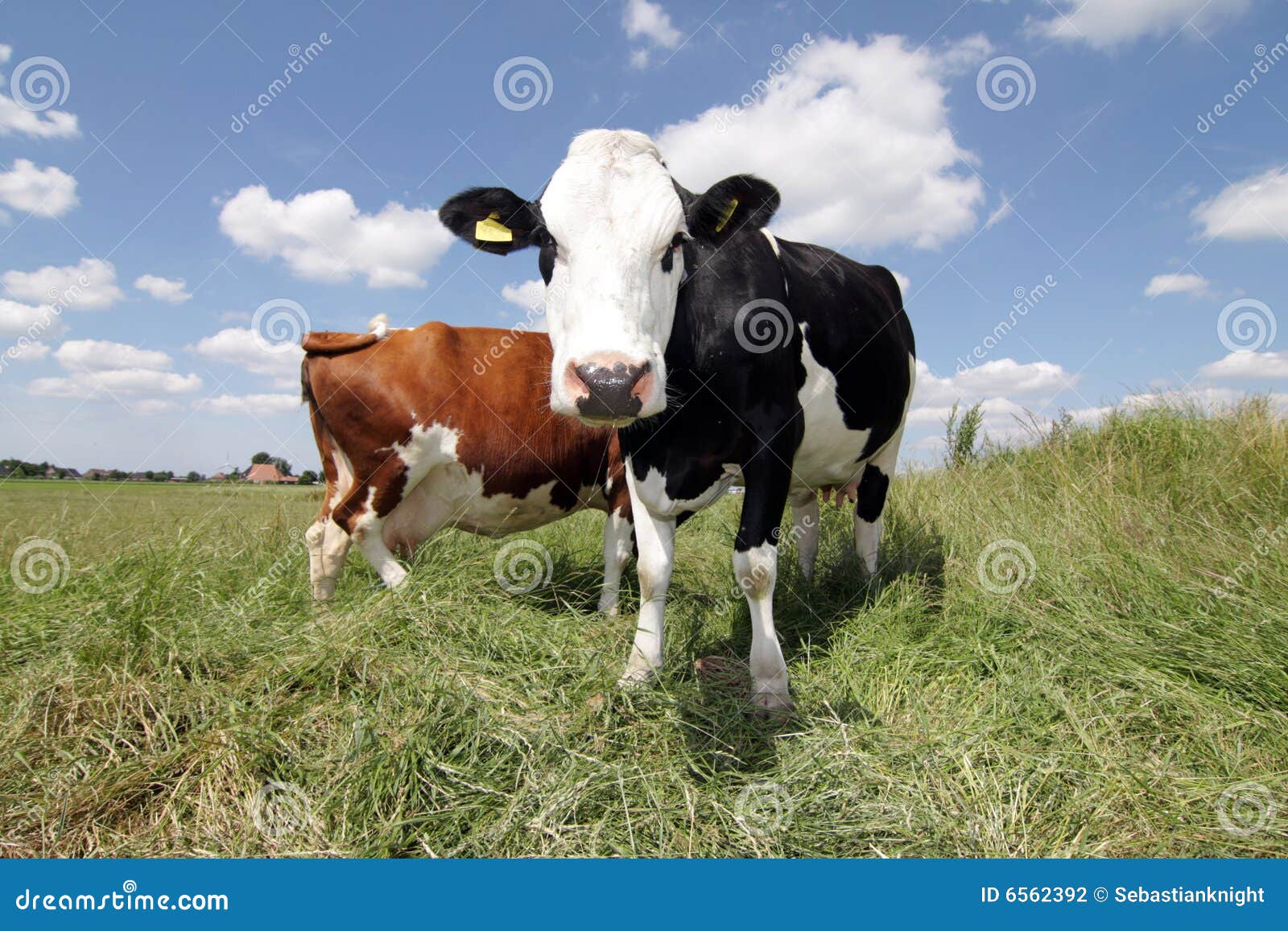 Hello cow stock photo. Image of rural, farm, head, animal - 6562392