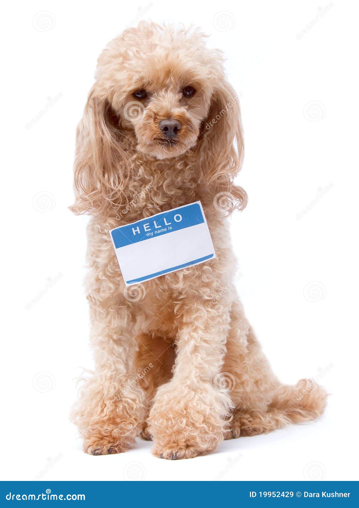 Hello Doggie stock image. Image of poodle, dating, animal - 19952429