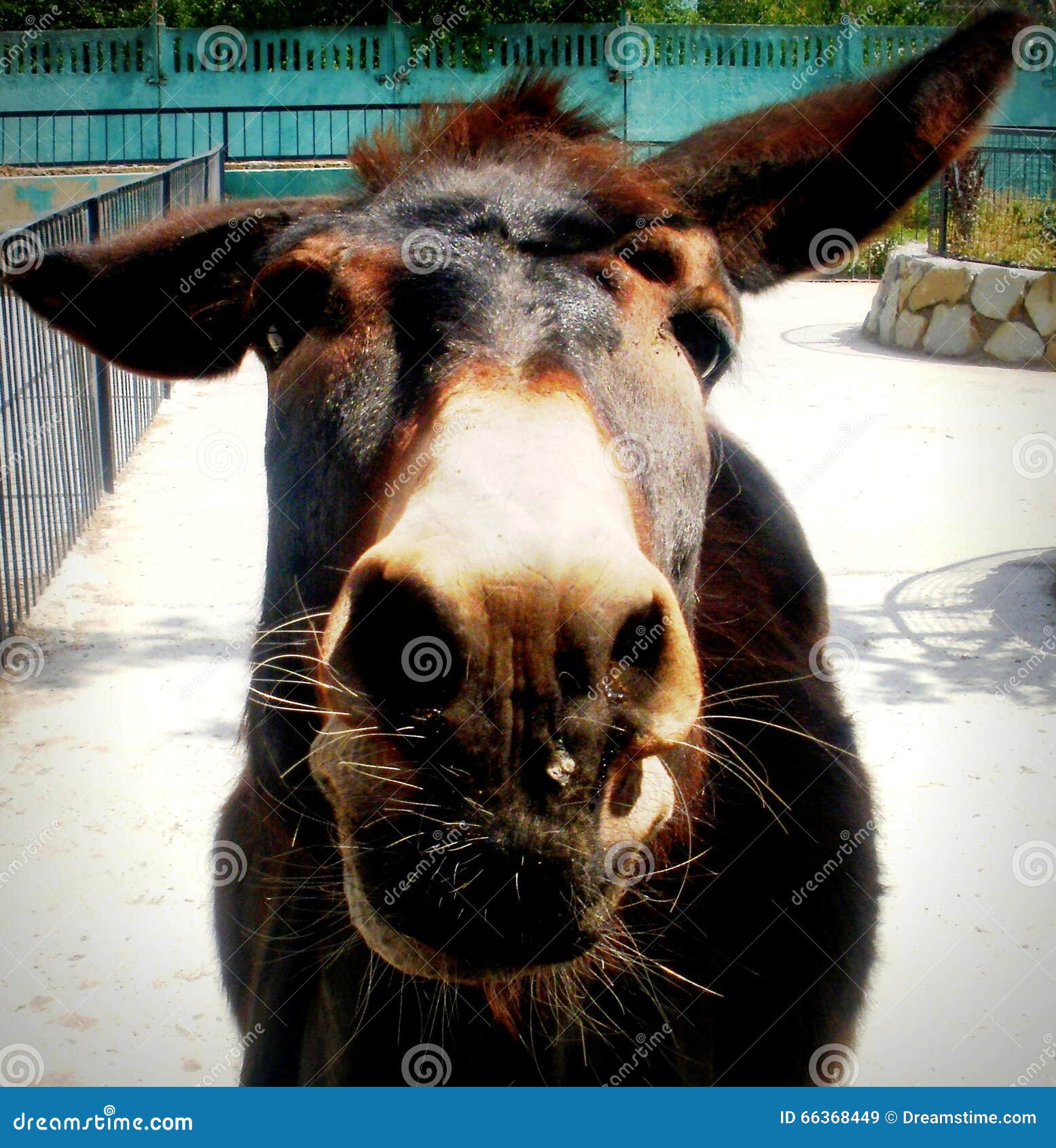 Hello from donkey stock image. Image of horse, warm, summer - 66368449